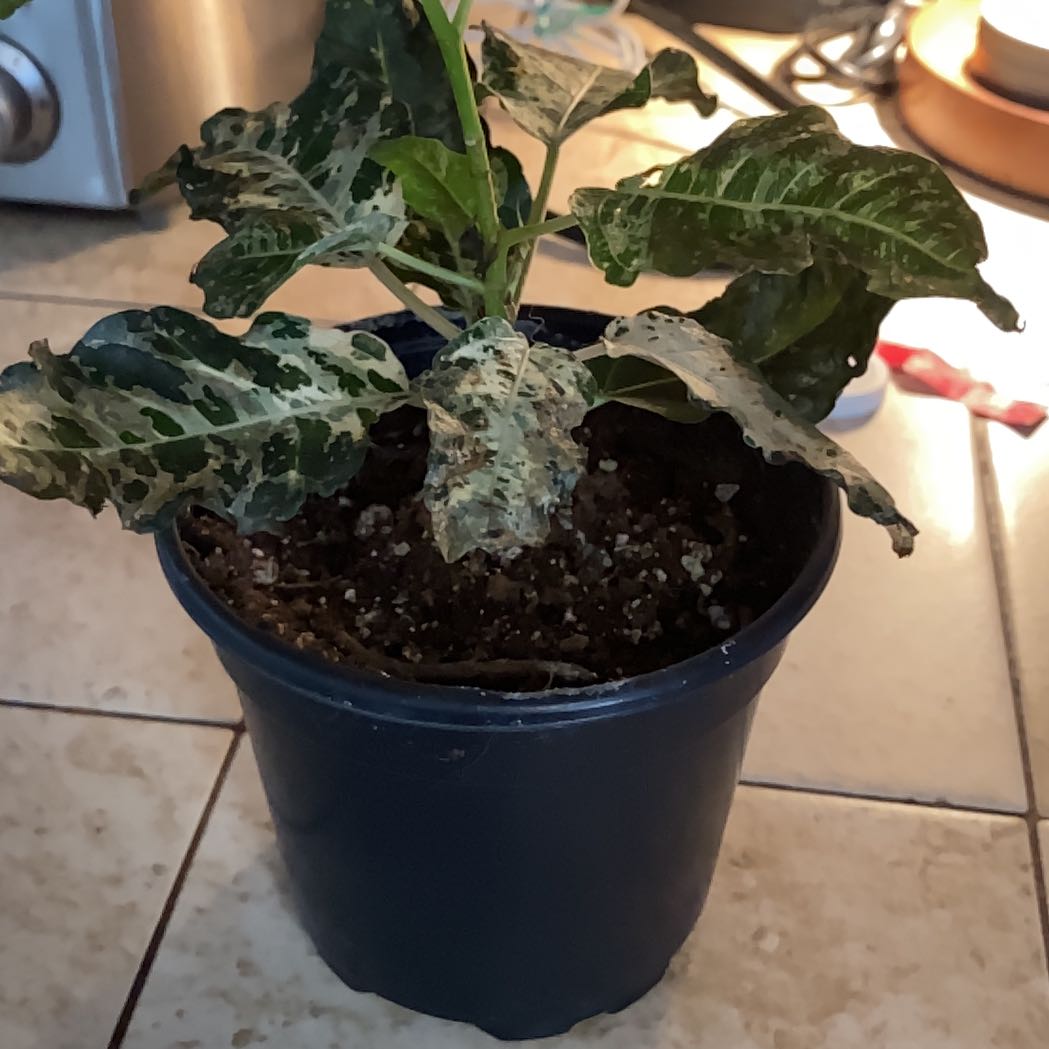 The Complete Ficus blizzard/snowstorm Plant Care Guide: Water, Light ...