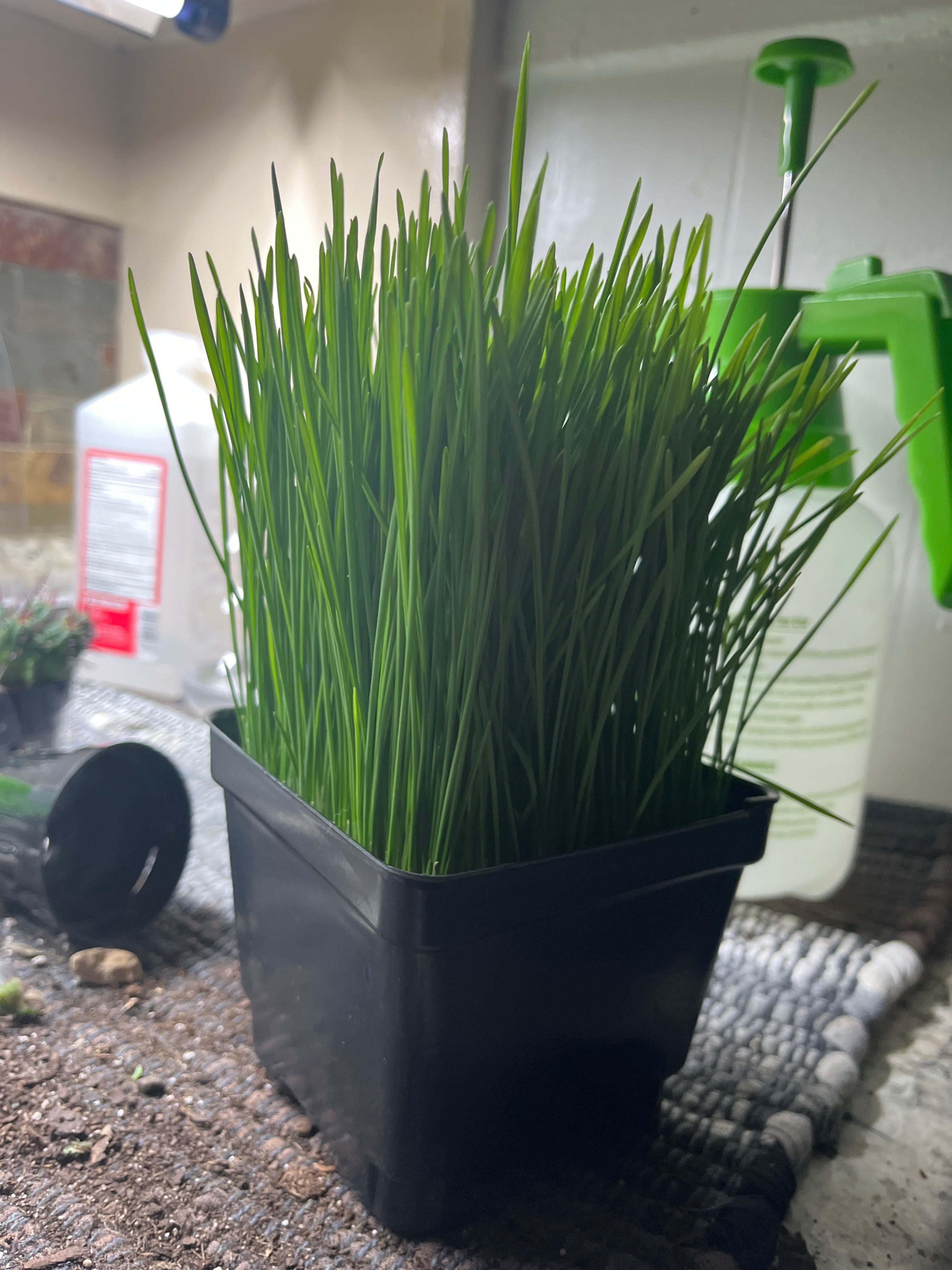 👩‍🍳 Step-by-Step Guide to Propagating Chive