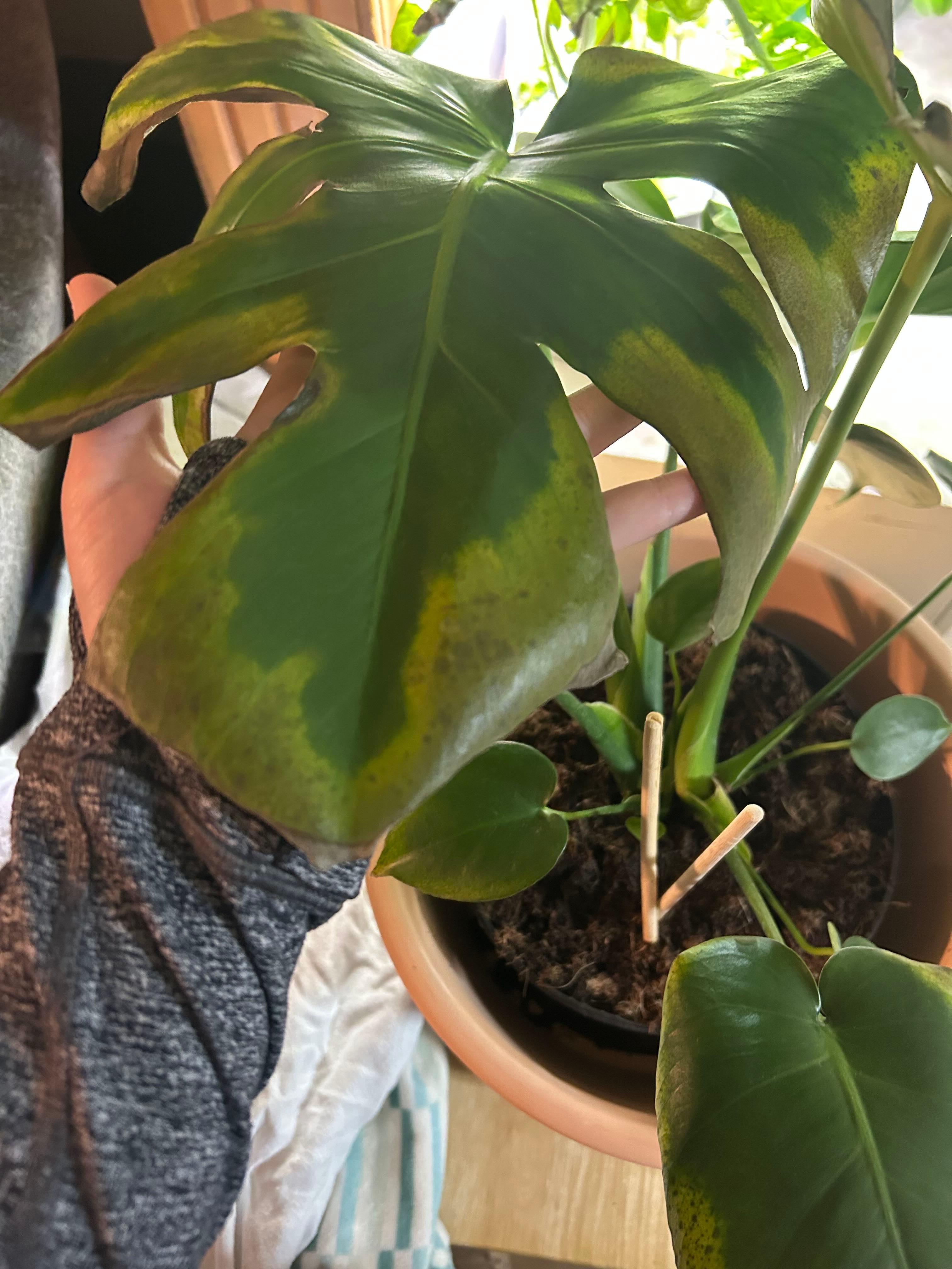 🐉 4 Monstera 'Little Swiss' Landscaping Hacks