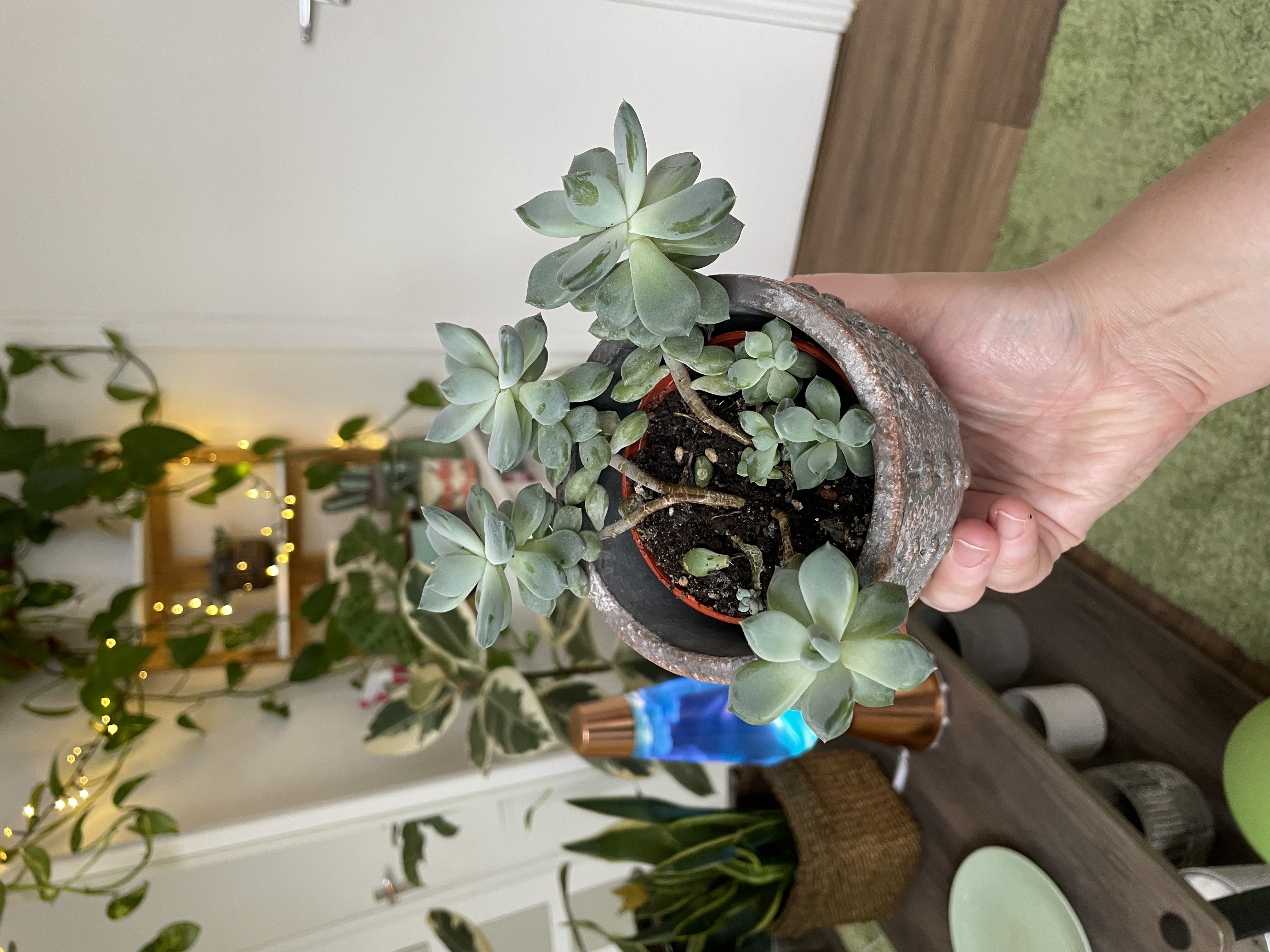 Show off your clumping succulents!