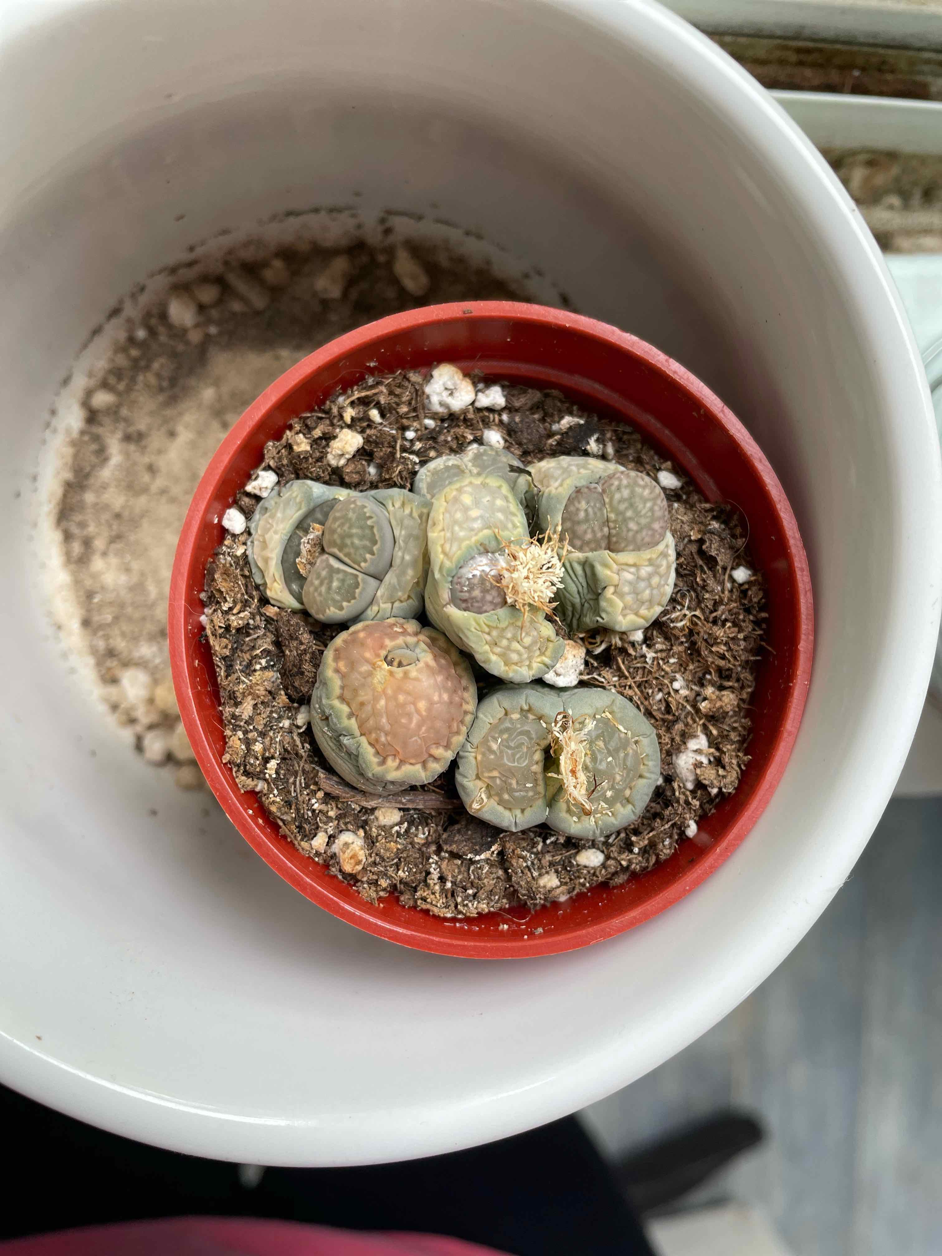 Black Spots on My Lithops Leaves