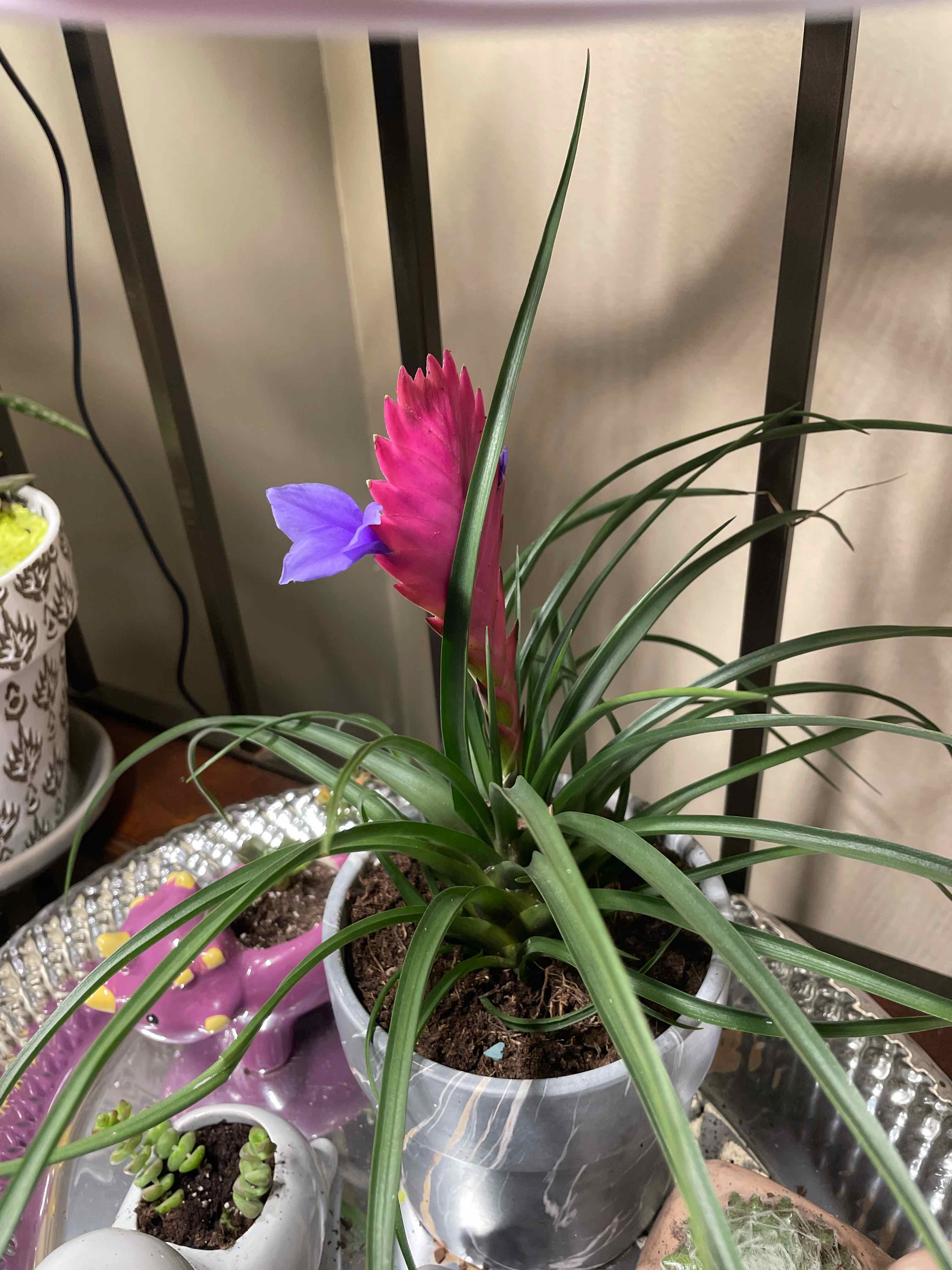 🌡 What Is A Good Temperature Range For My Pink Quill?