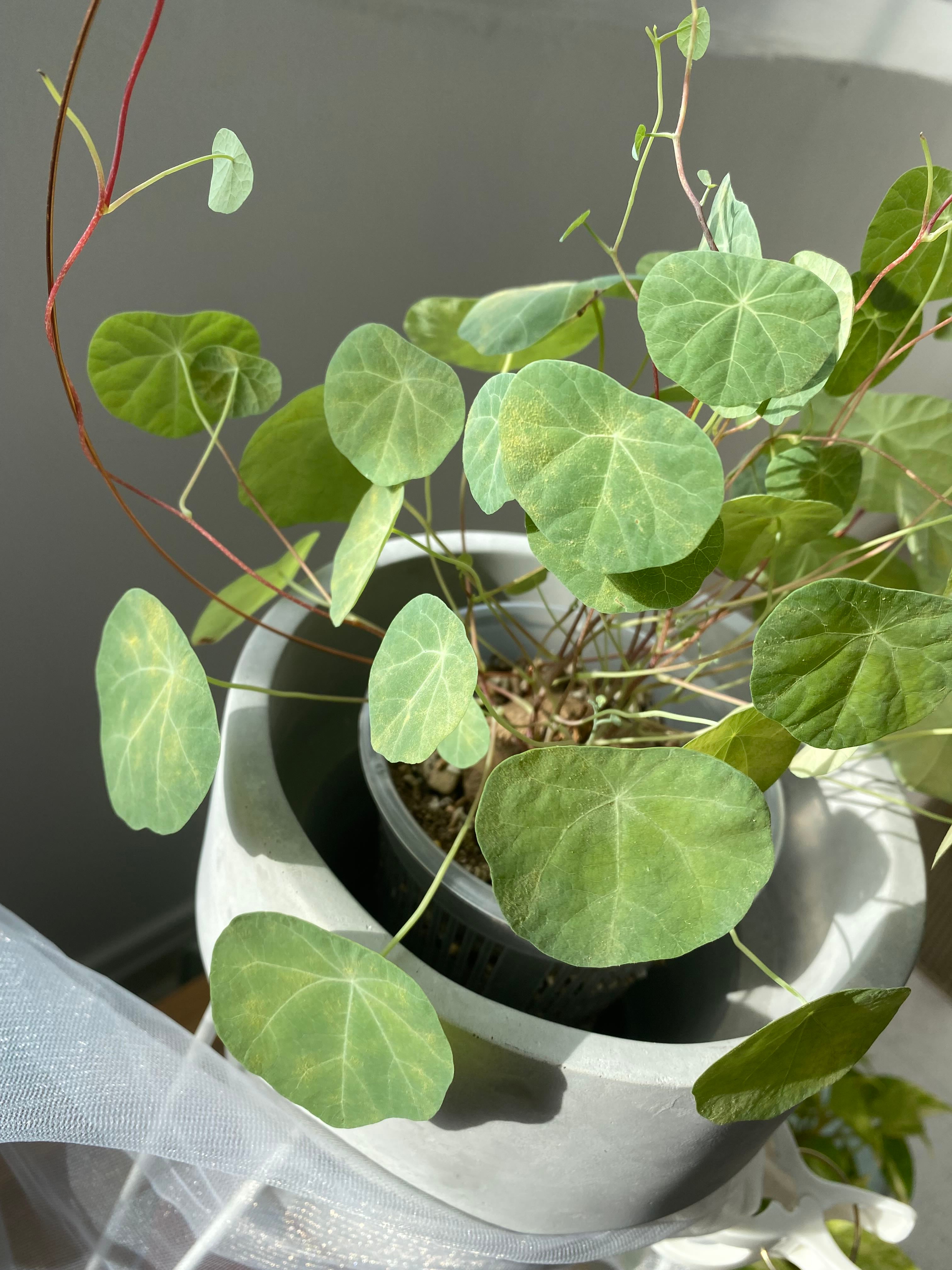 9 Indoor Stephania Care Dos and Don'ts 💧