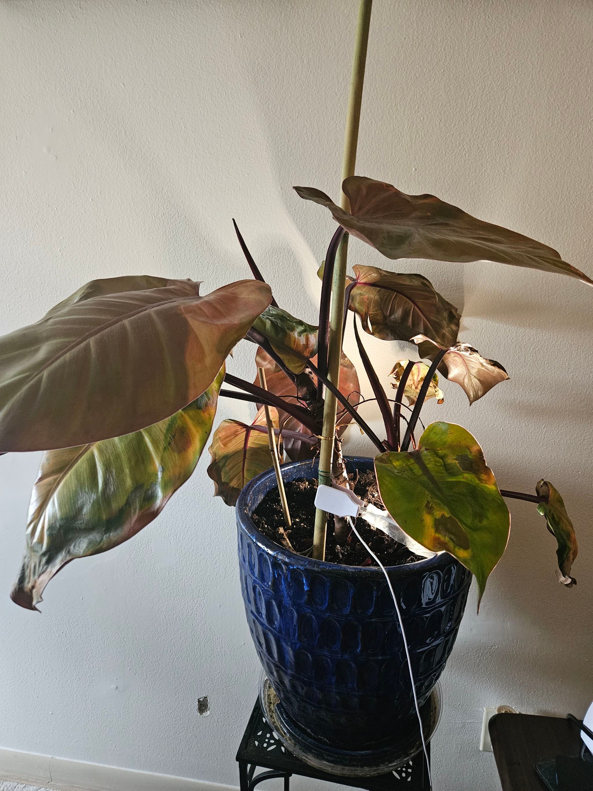 Blushing Philodendron Plant Care: Water, Light, Nutrients | Greg App 🌱