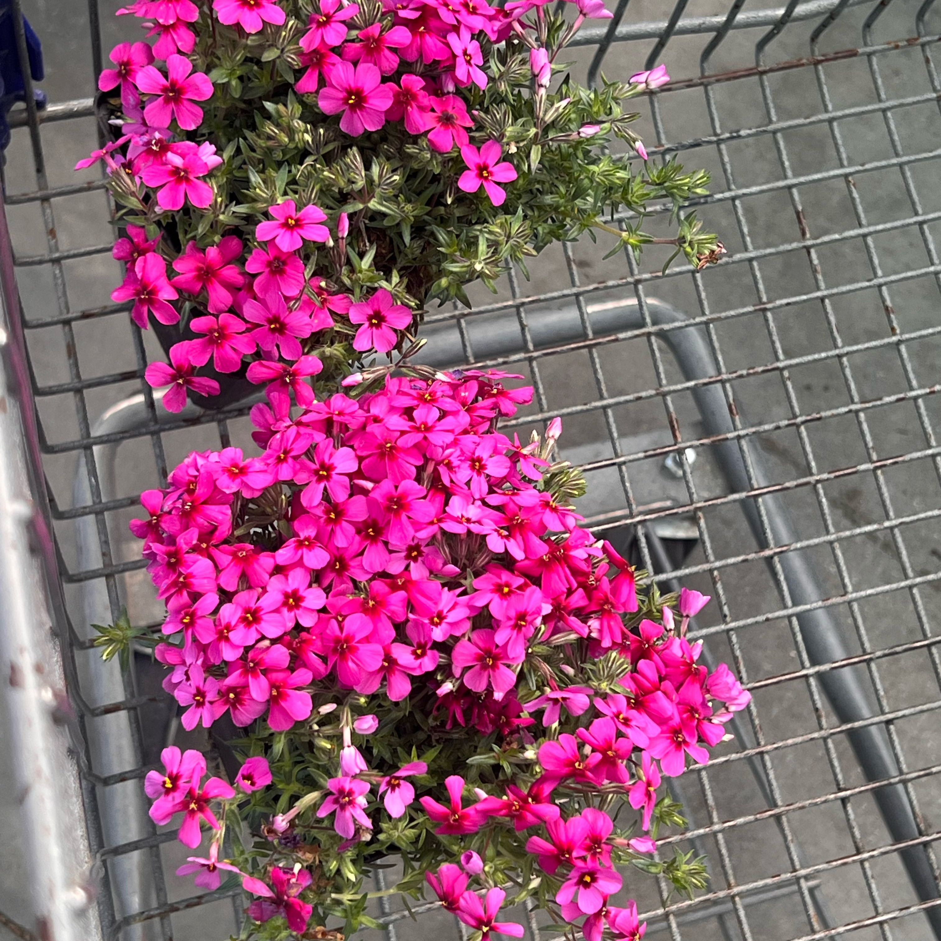 Creeping Phlox 'Spring Scarlet' Care 101: Water, Light & Growing Tips