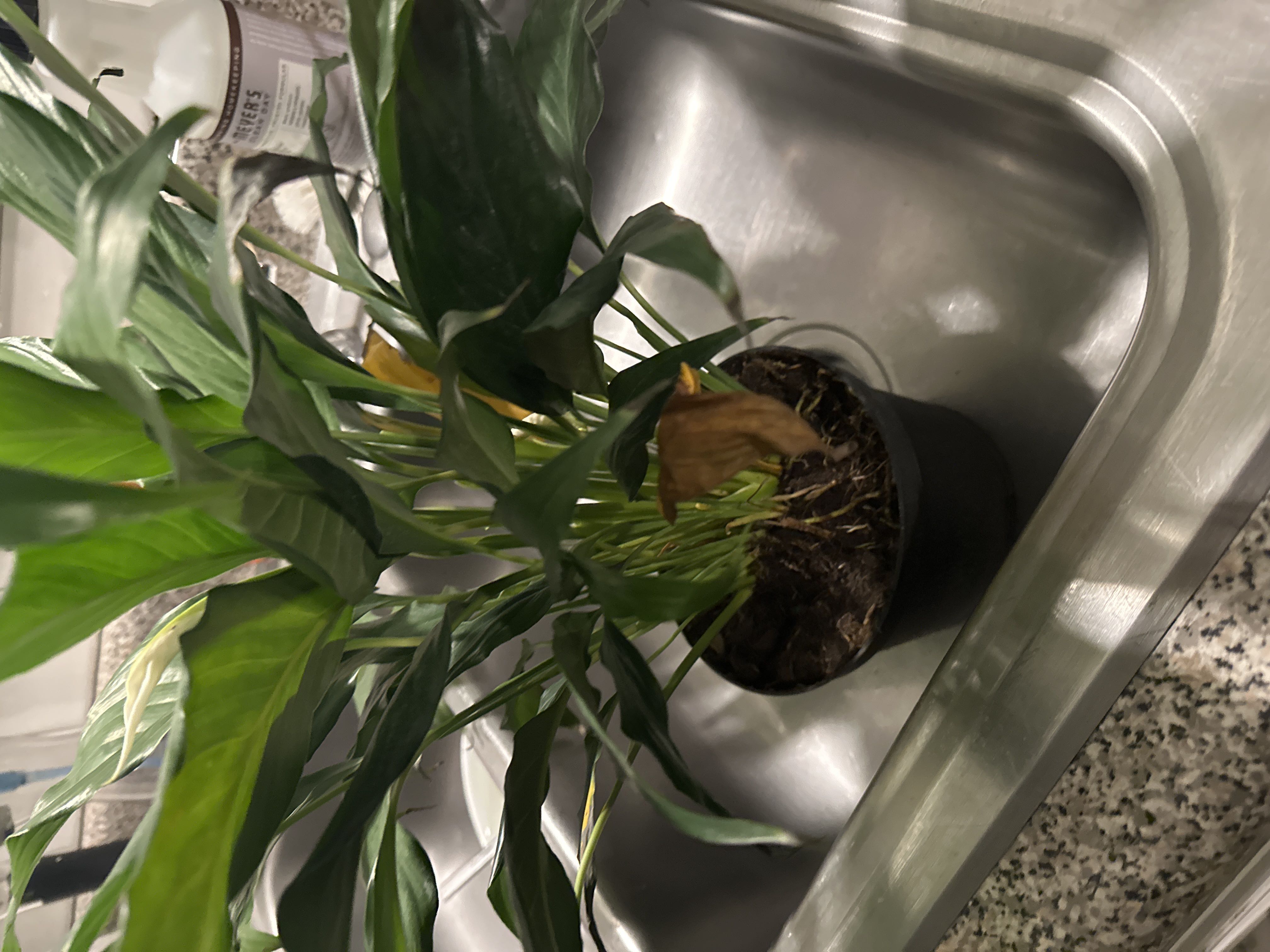 4 Plants That Thrive Alongside Peace Lily