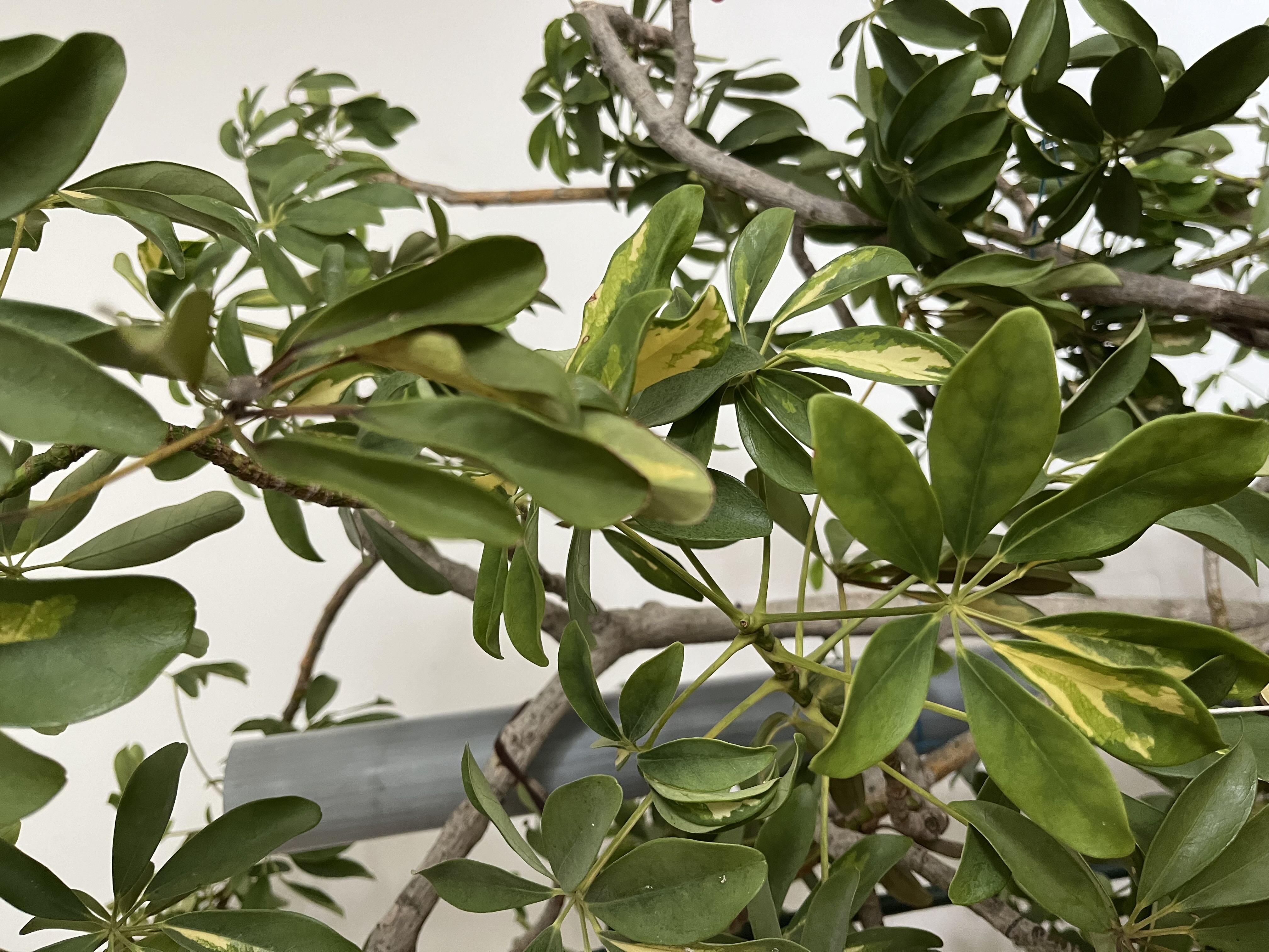 Plant problem!