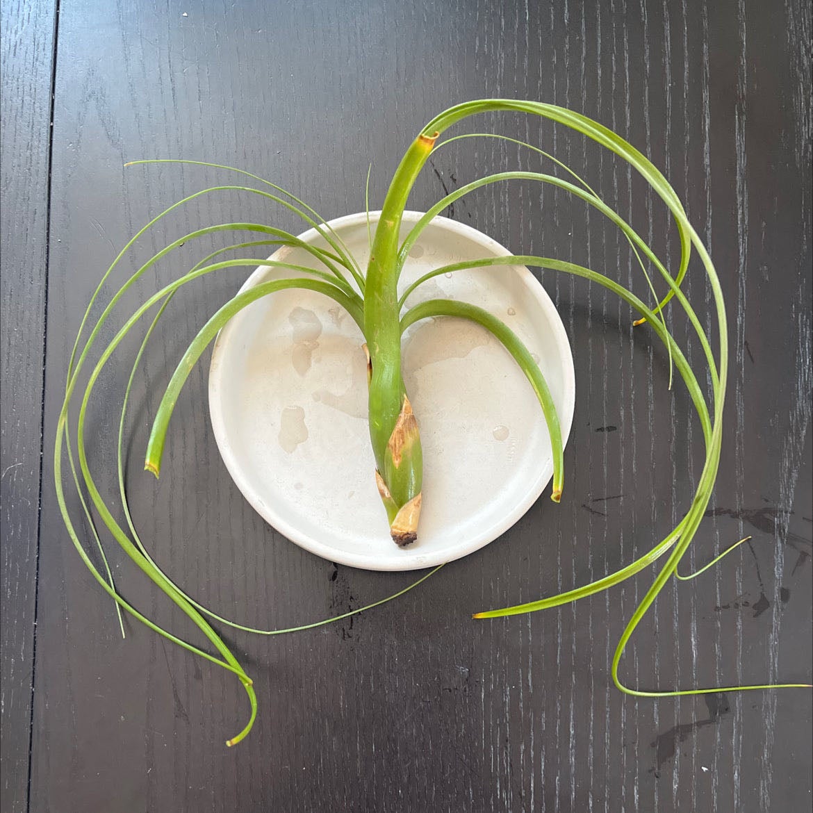 Keep Your Northern Needleleaf Alive: Light, Water & Care Instructions