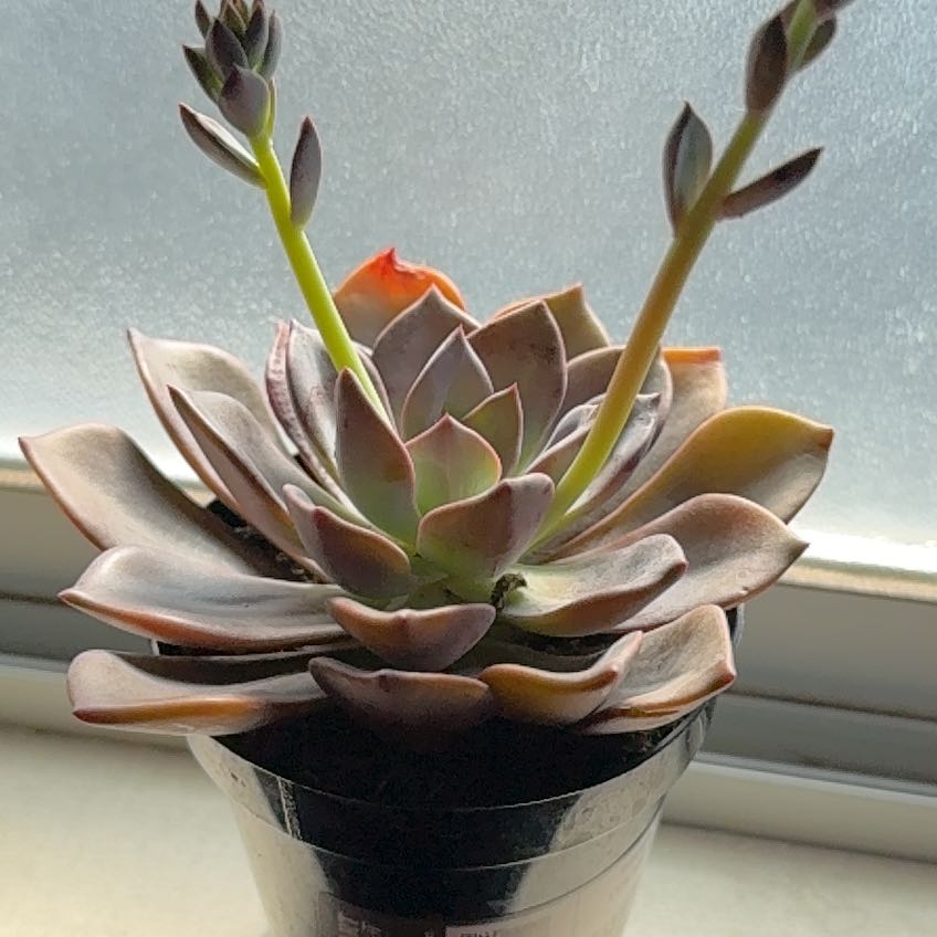 Echeveria Jessica Plant Care: Water, Light, Nutrients | Greg App 🌱