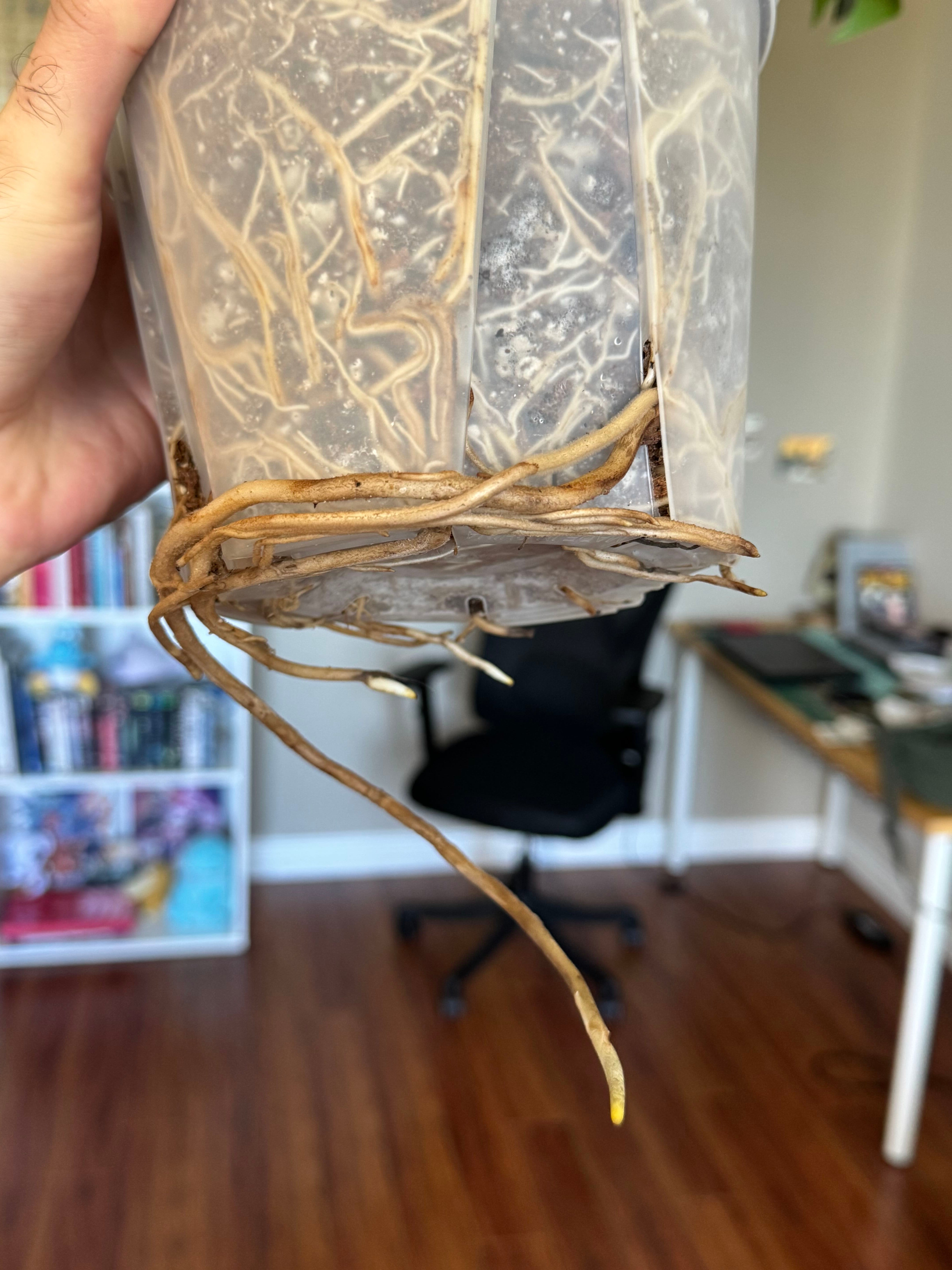 Is it normal for propagated Monstera roots to grow so fas...