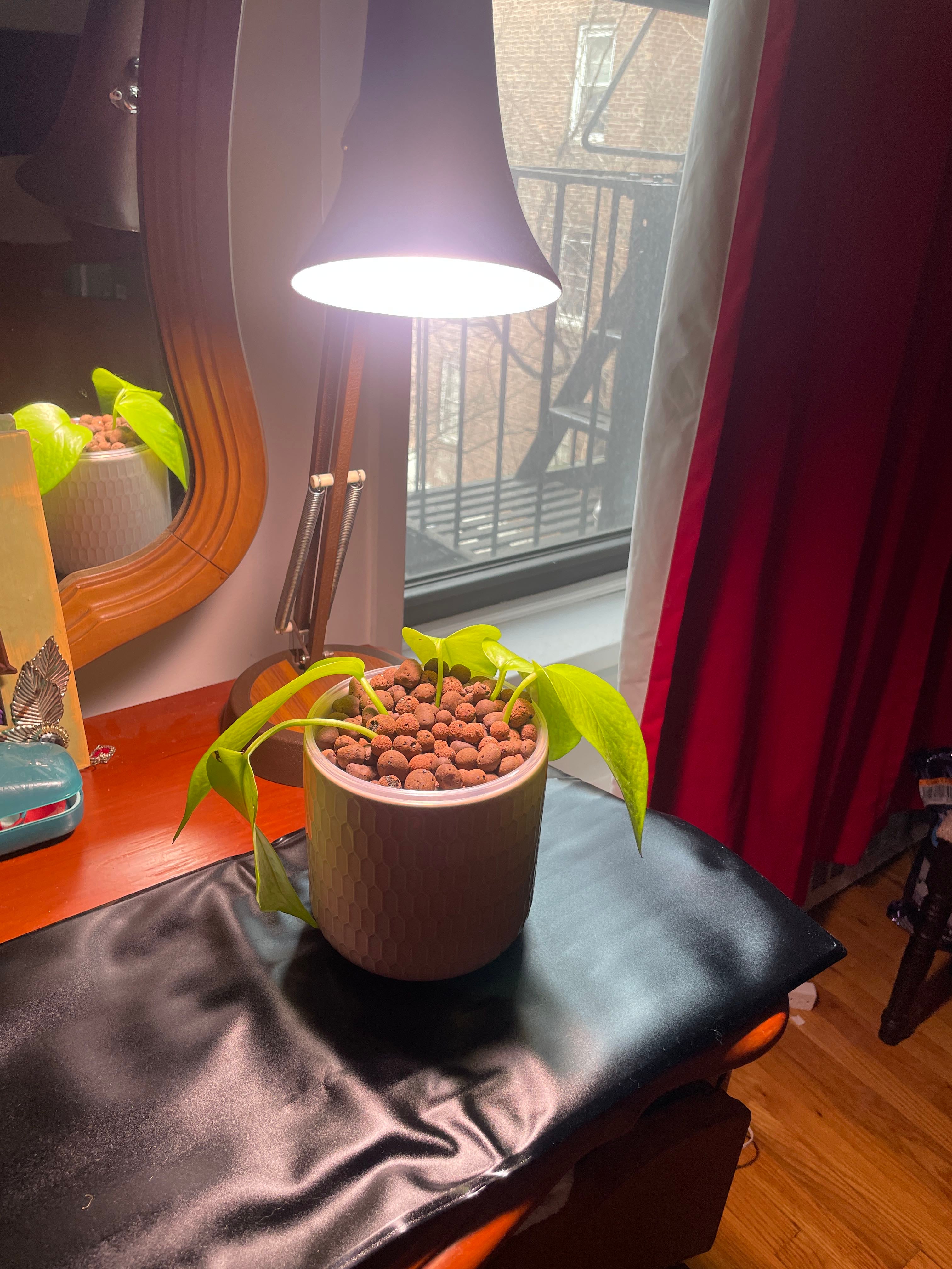 🔍 Black Spots On Neon Pothos Leaves Solutions