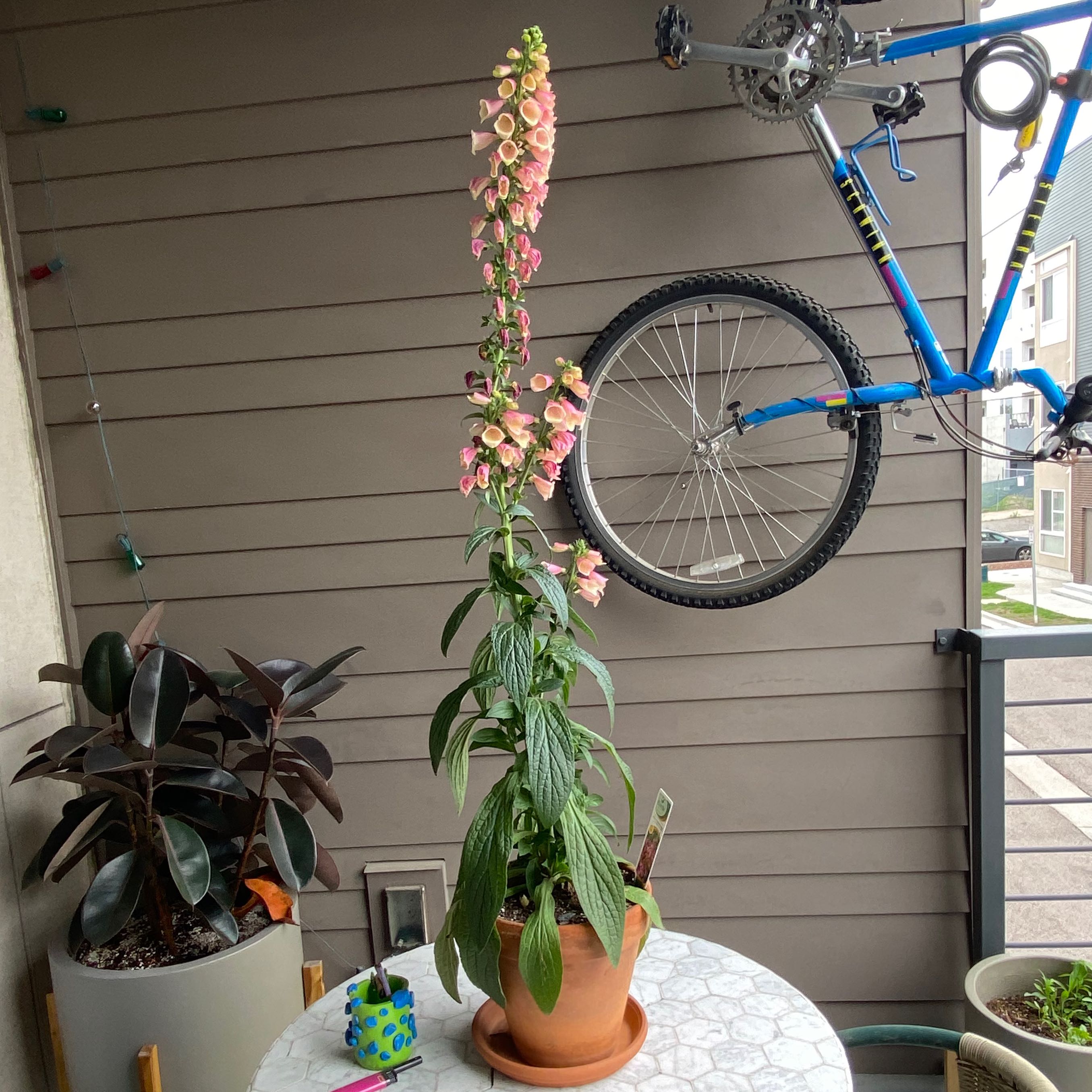 What Temperature Does My Common Foxglove Need?