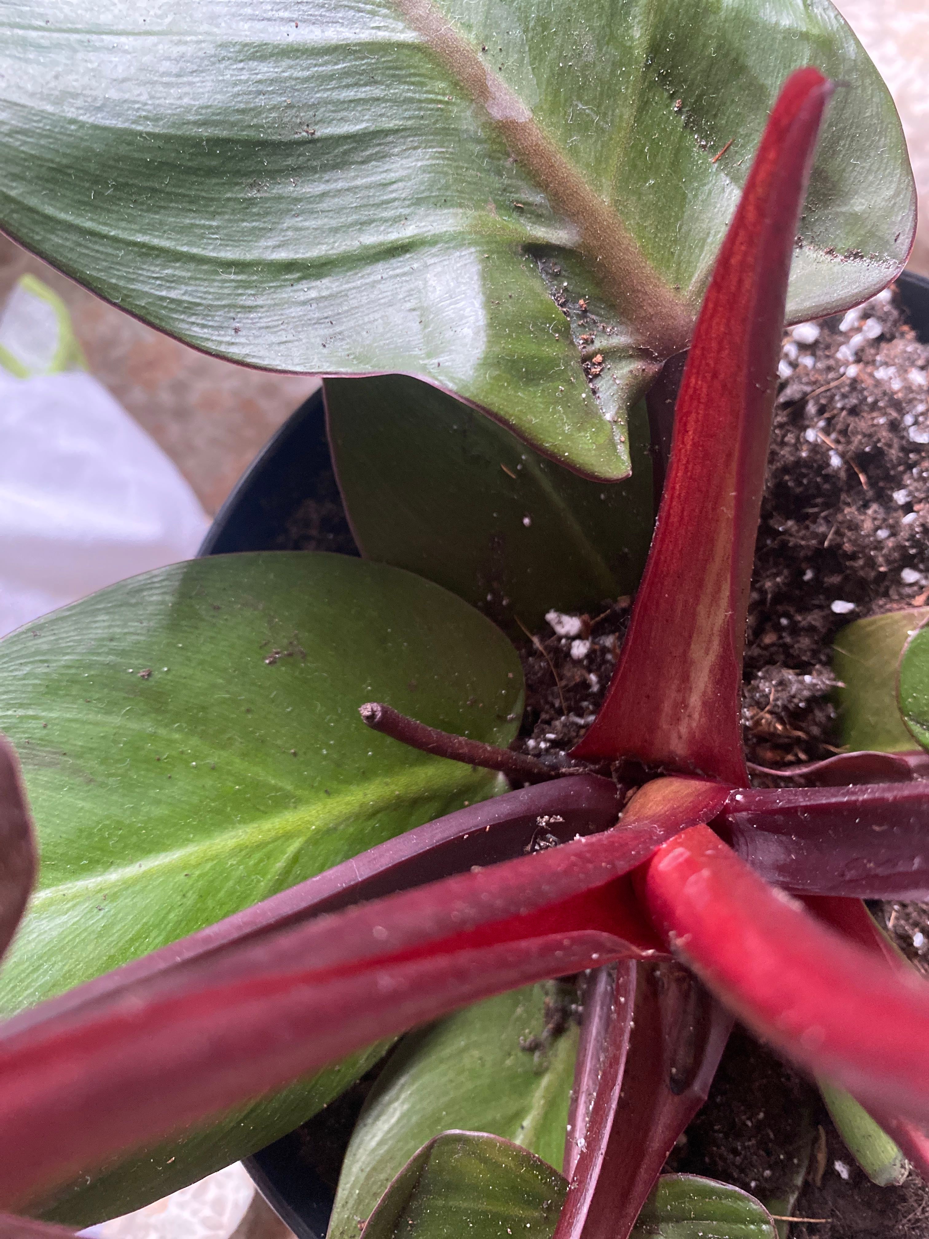 Blushing Philodendron Plant Care: Water, Light, Nutrients | Greg App 🌱