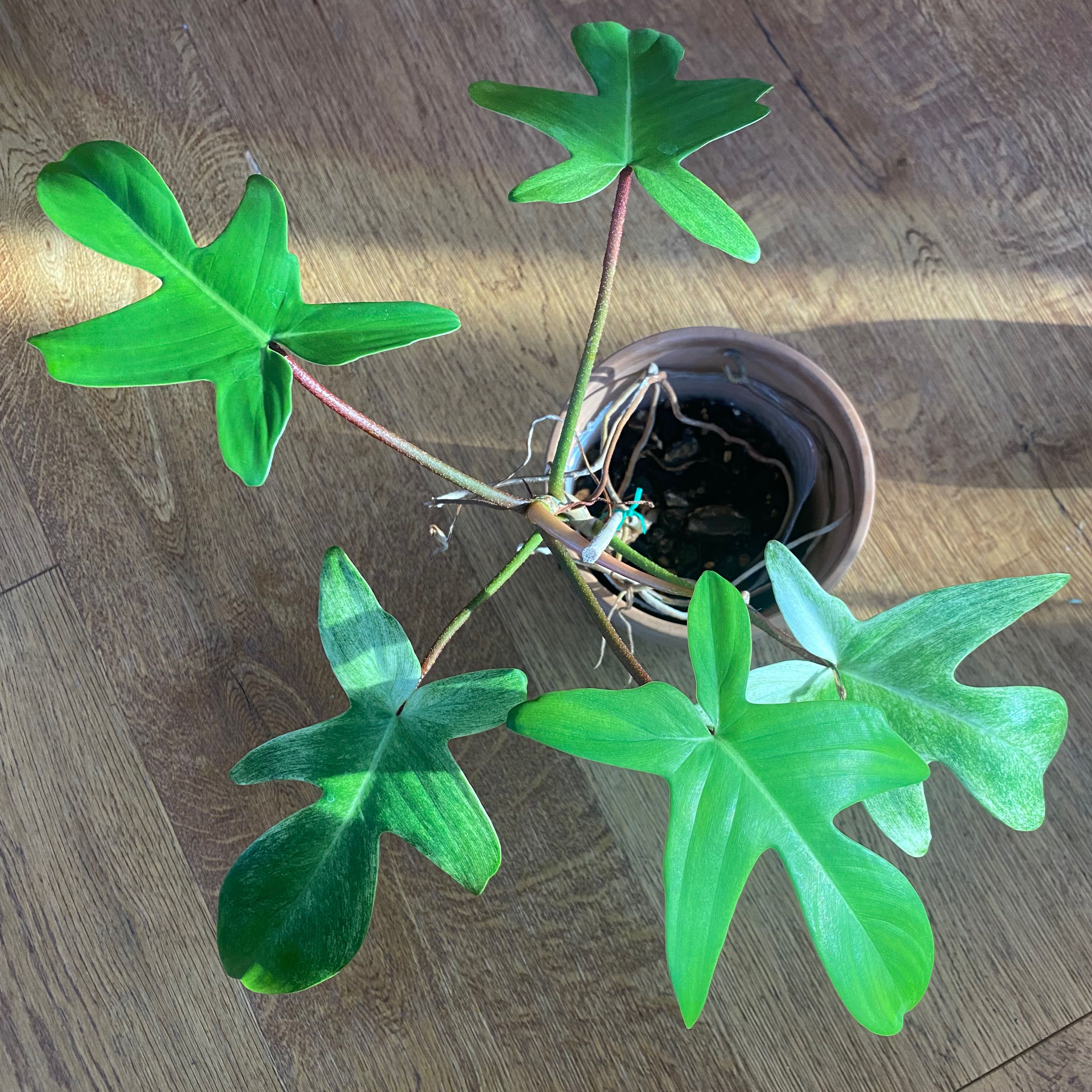 Propagating Philodendron 'Florida Ghost': The Ultimate Guide