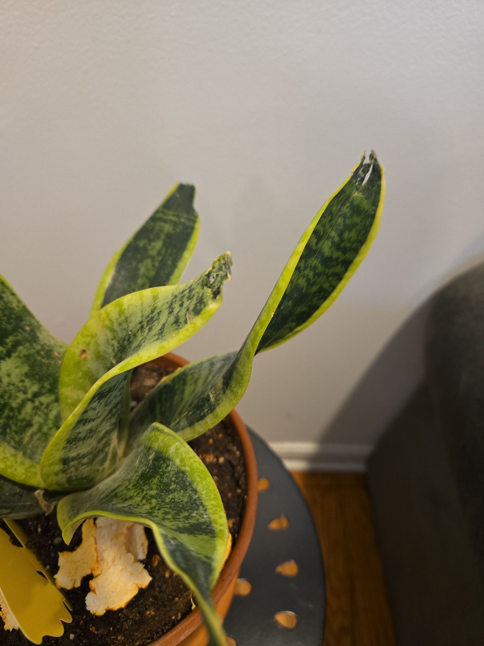 🐍 10 Snake Plant Landscaping Hacks