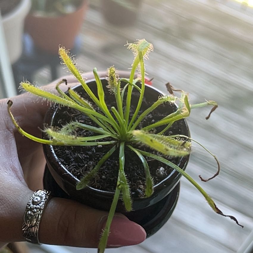 Propagating Your Cape Sundew: Step-by-Step Guide