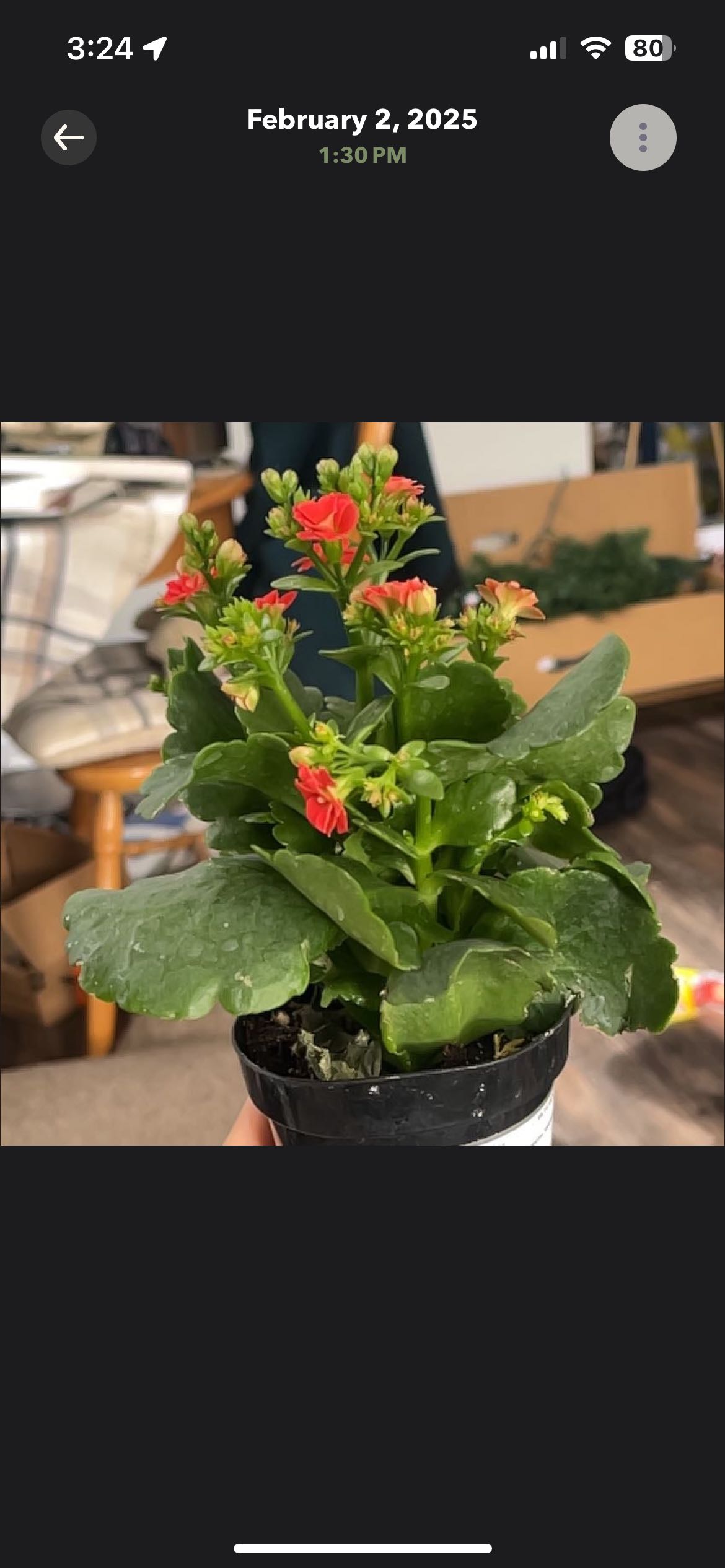 Kalanchoe 'Little Dragon' Care 101: Water, Light & Growing Tips