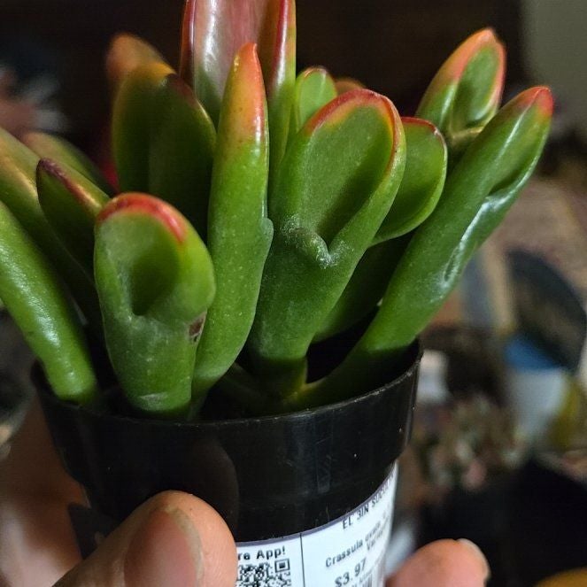 The Complete ET's Fingers Jade Plant Care Guide: Water, Light & Beyond