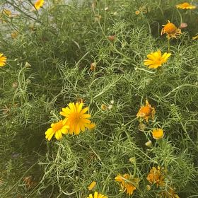 Dahlberg daisy seeds Care 101: Water, Light & Growing Tips