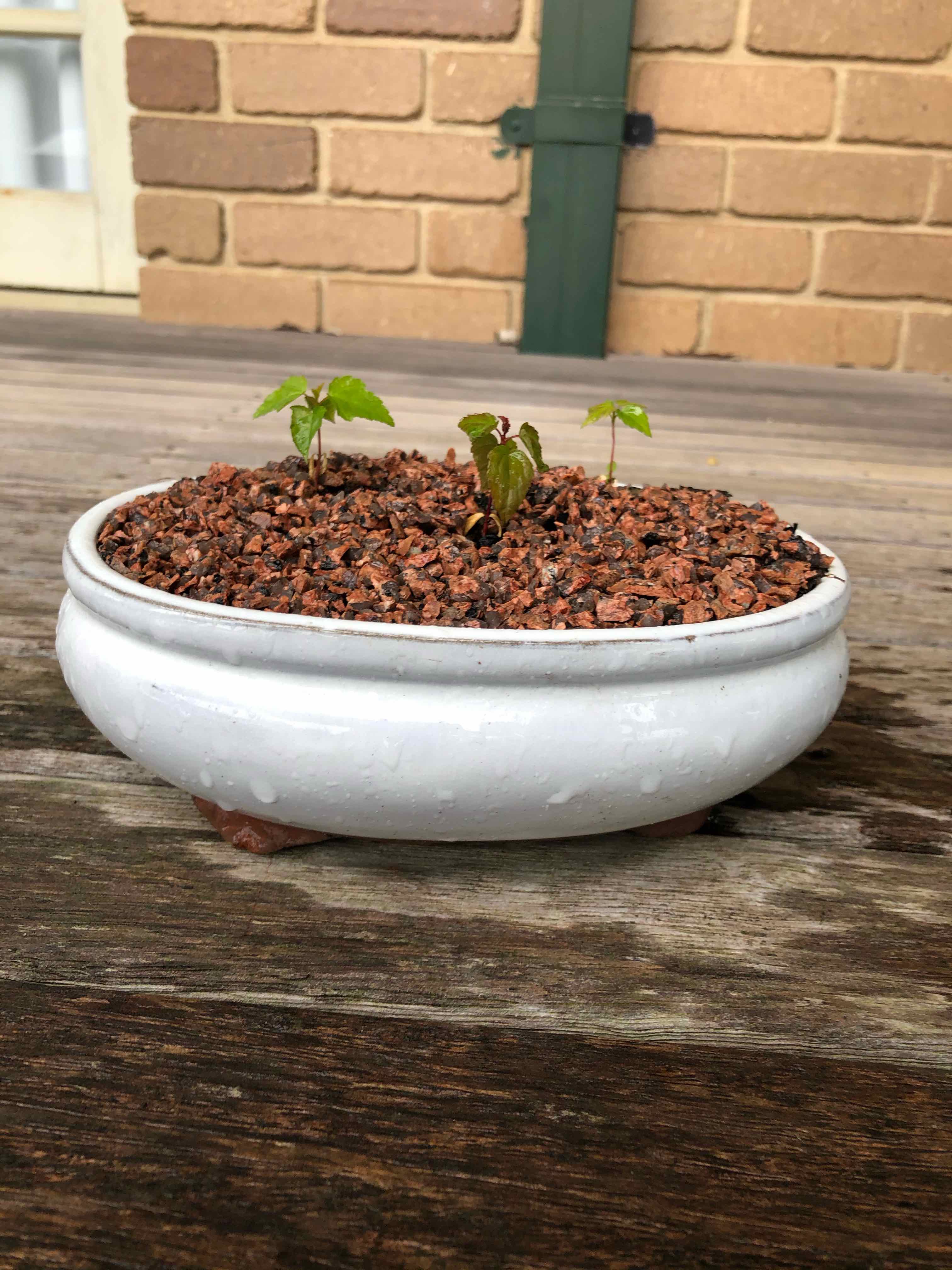 Propagating My Ficus retusa: Step-by-Step Guide