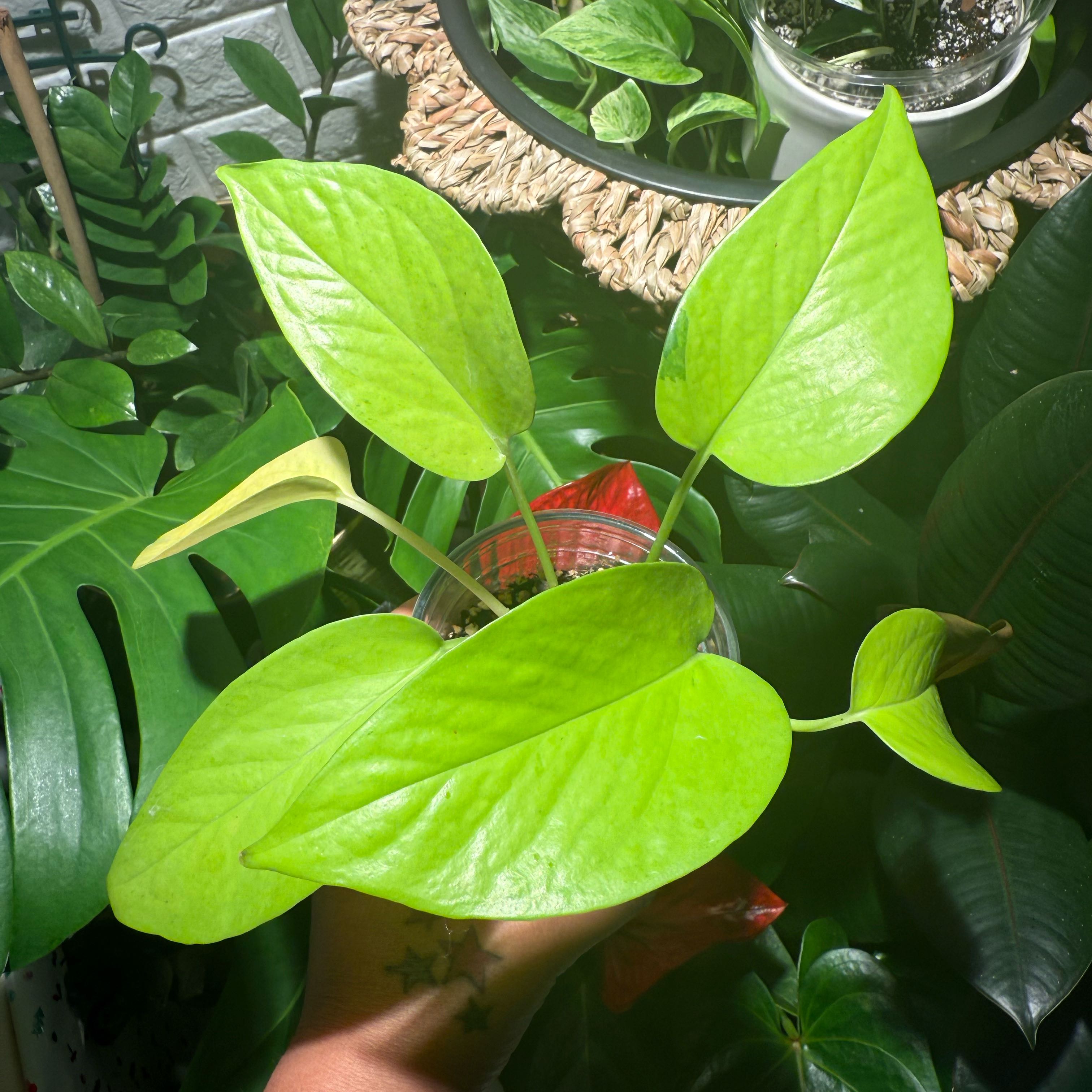 Teruno Carnival Pothos: How Much Water & Light Does it Need to Thrive?