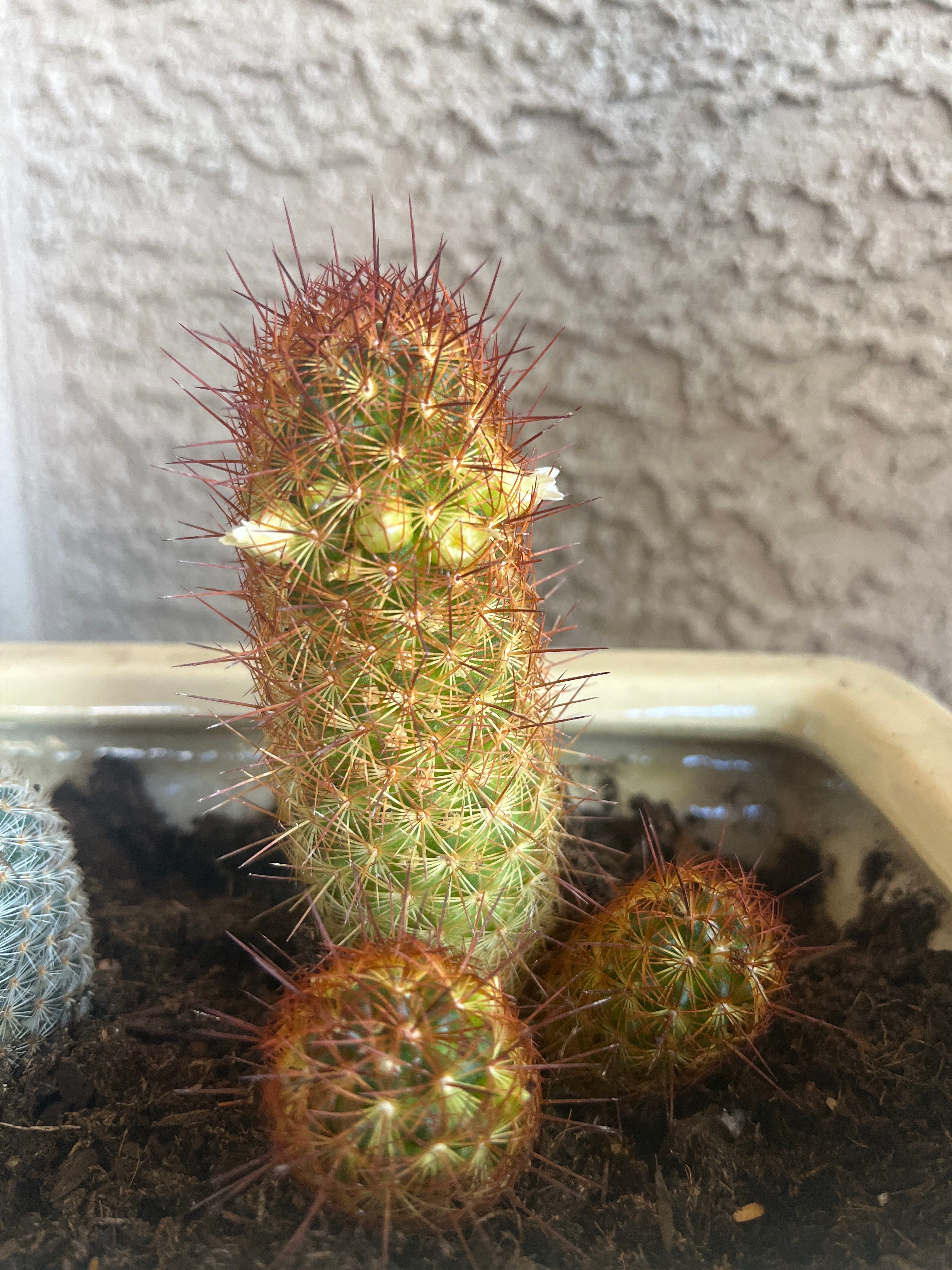 Keep Your Lady Finger Cactus Alive: Light, Water & Care Instructions