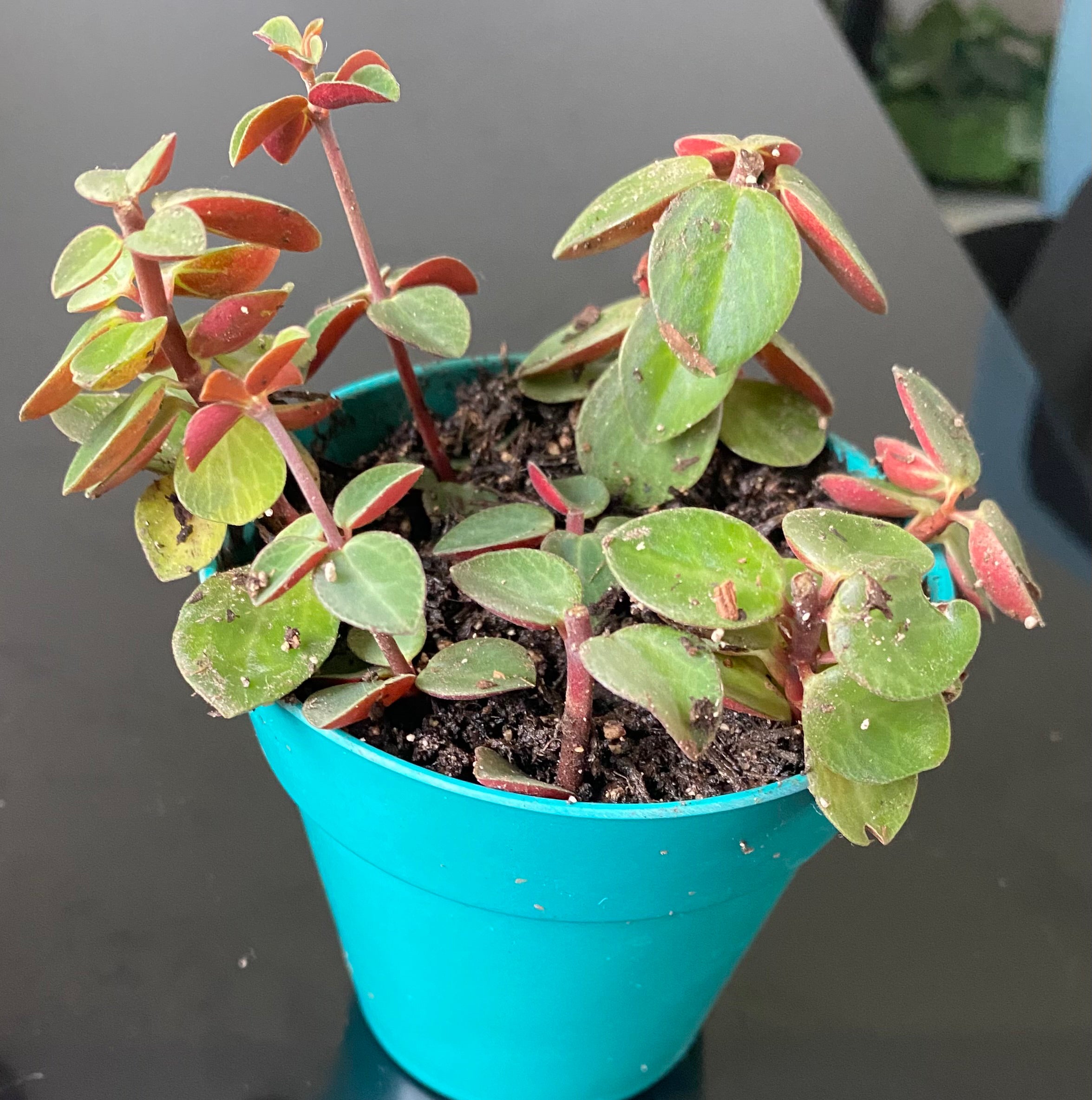 💧 Why Are My Peperomia Red Log Leaves Mushy?
