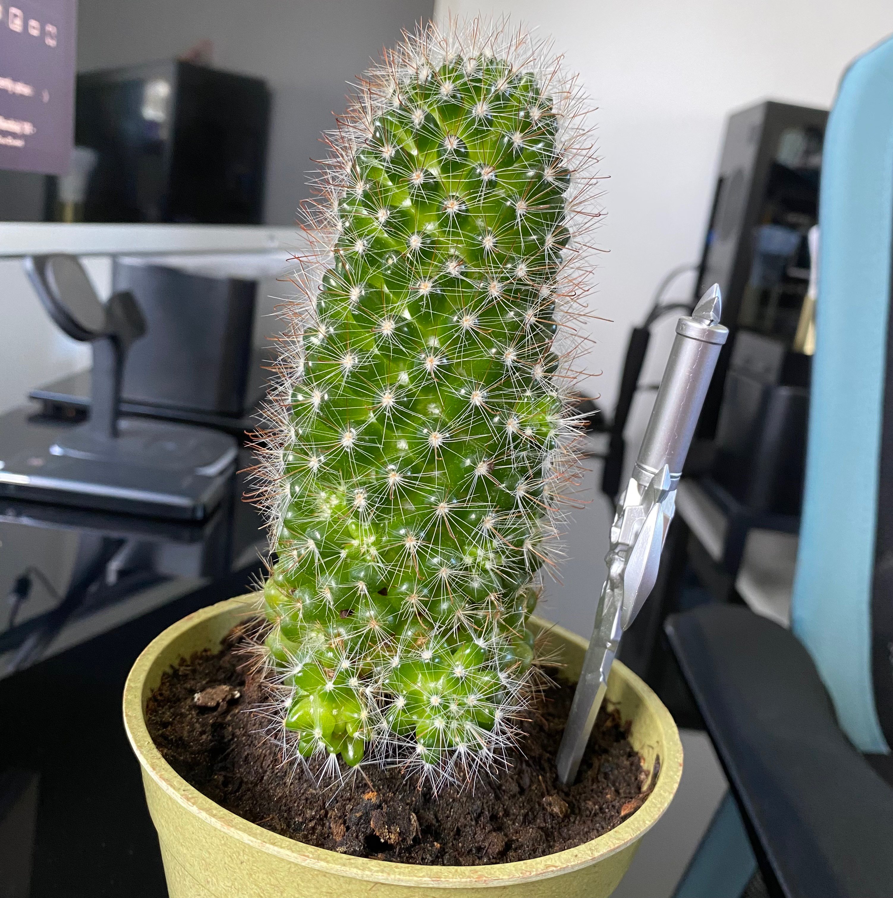 Propagating My Old Lady Cactus: Step-by-Step Guide