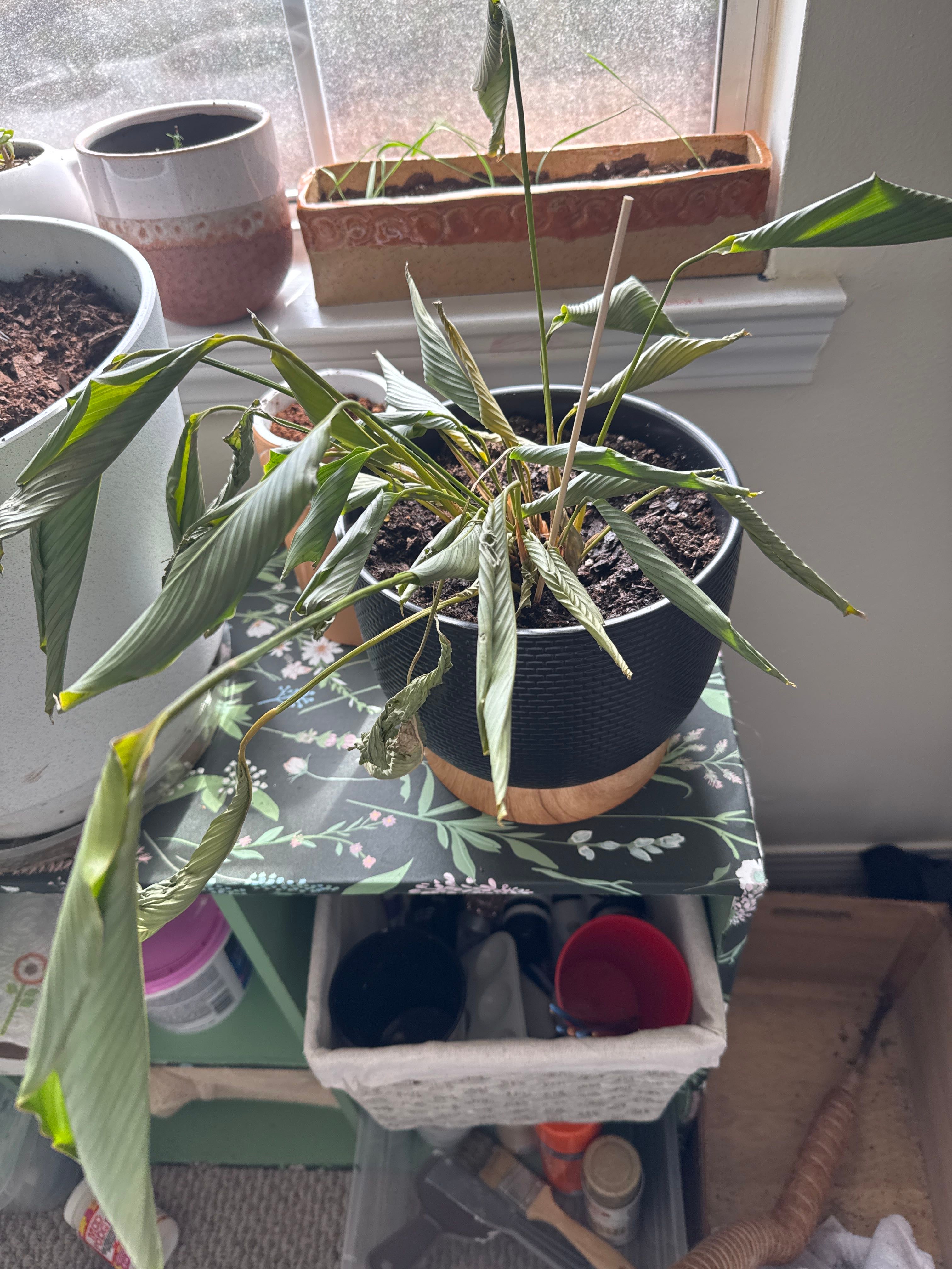 Calathea lietzei 'Stella' Plant Care: Water, Light, Nutrients | Greg App 🌱