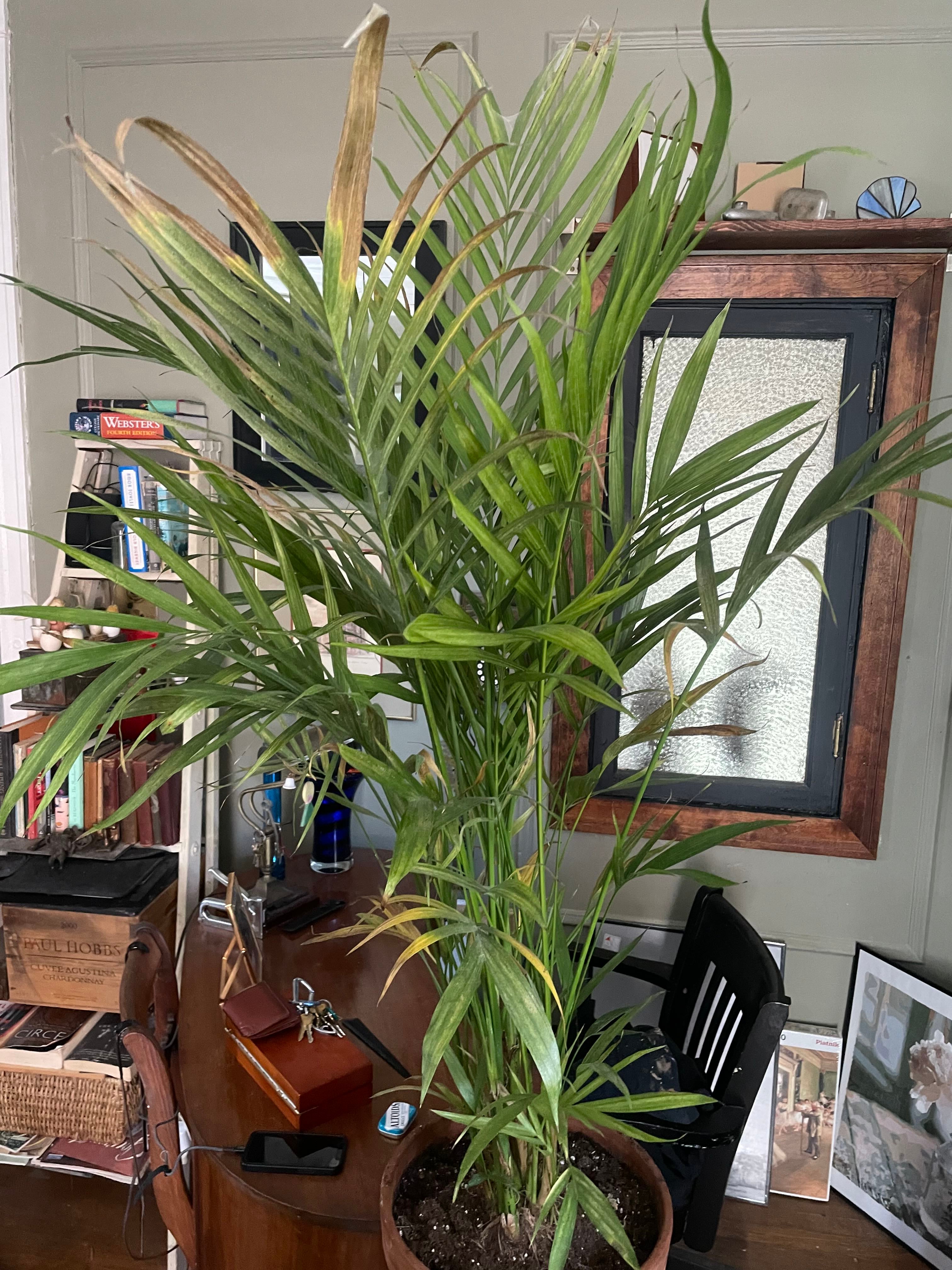 Best Soil For Kentia Palm