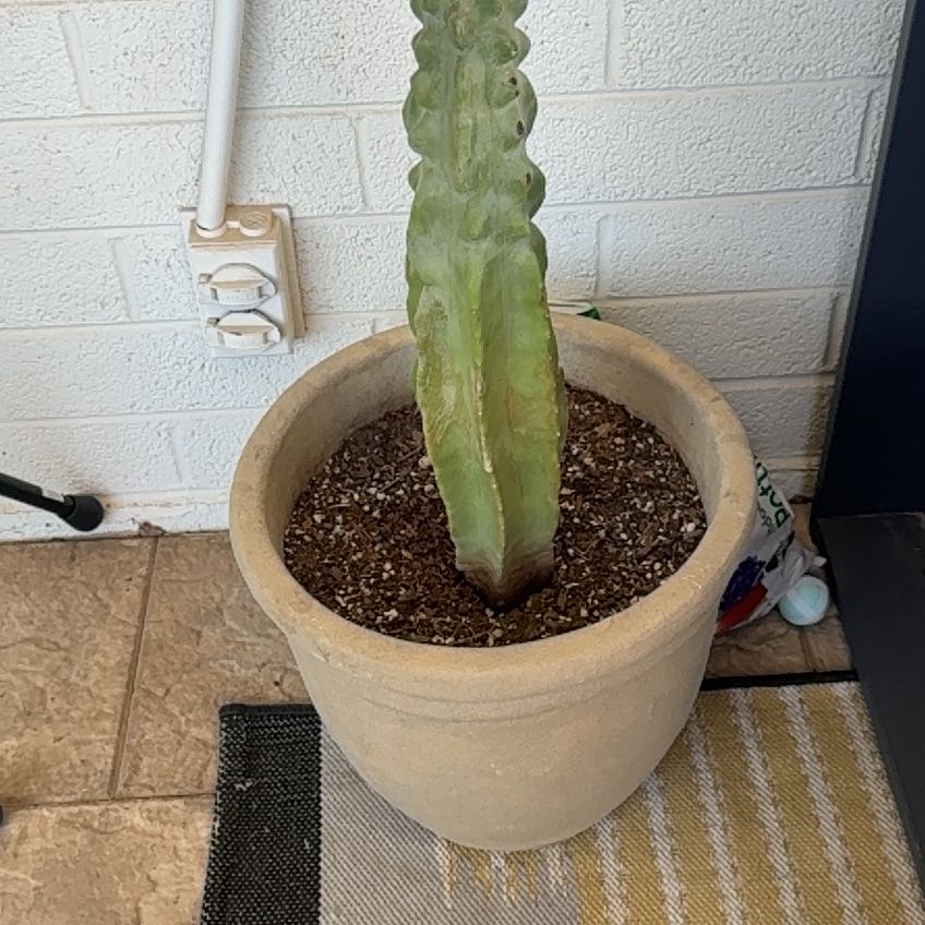 The Complete Totem Pole Plant Care Guide: Water, Light & Beyond