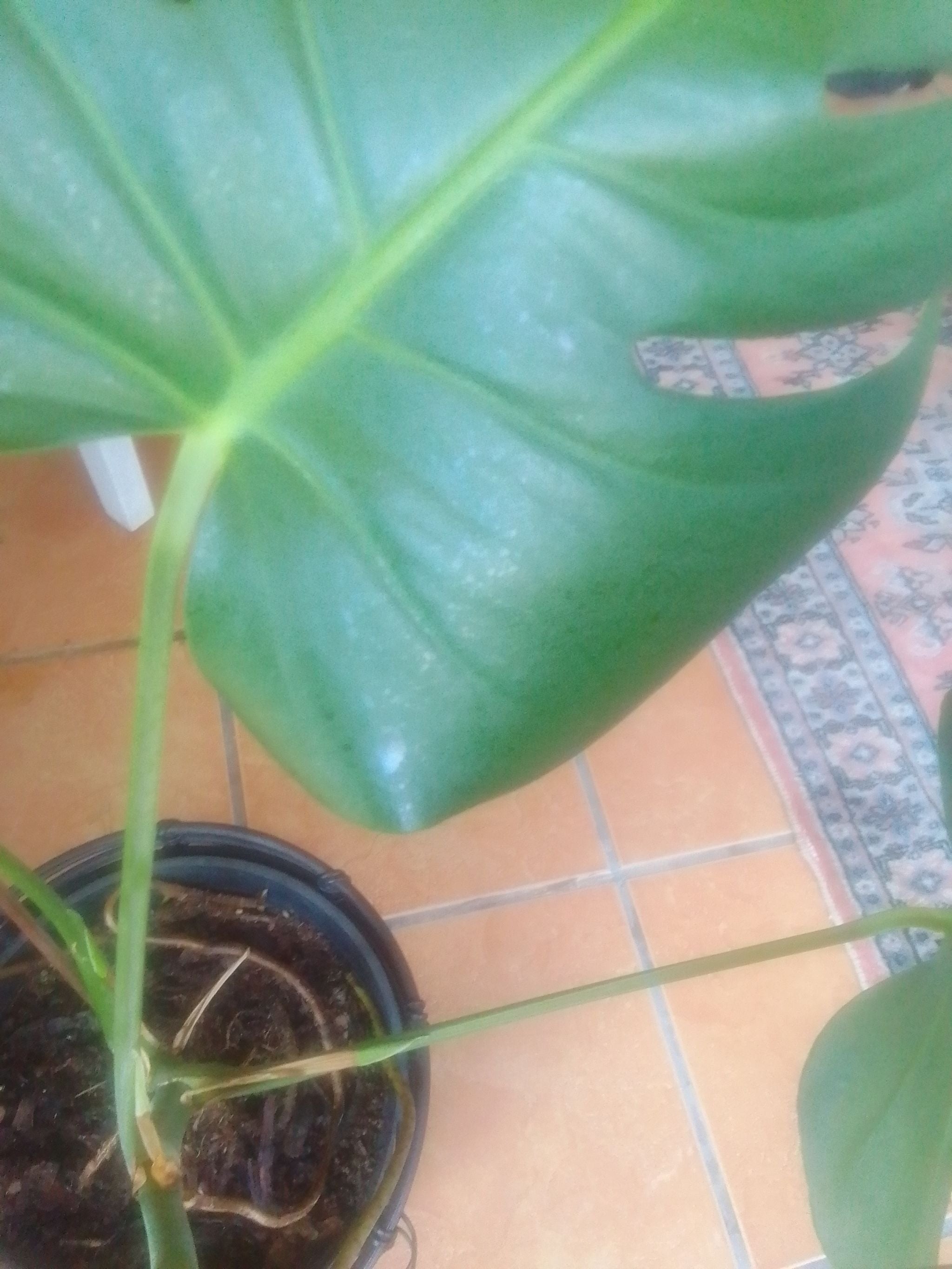 Monstera Care 101: Water, Light & Growing Tips