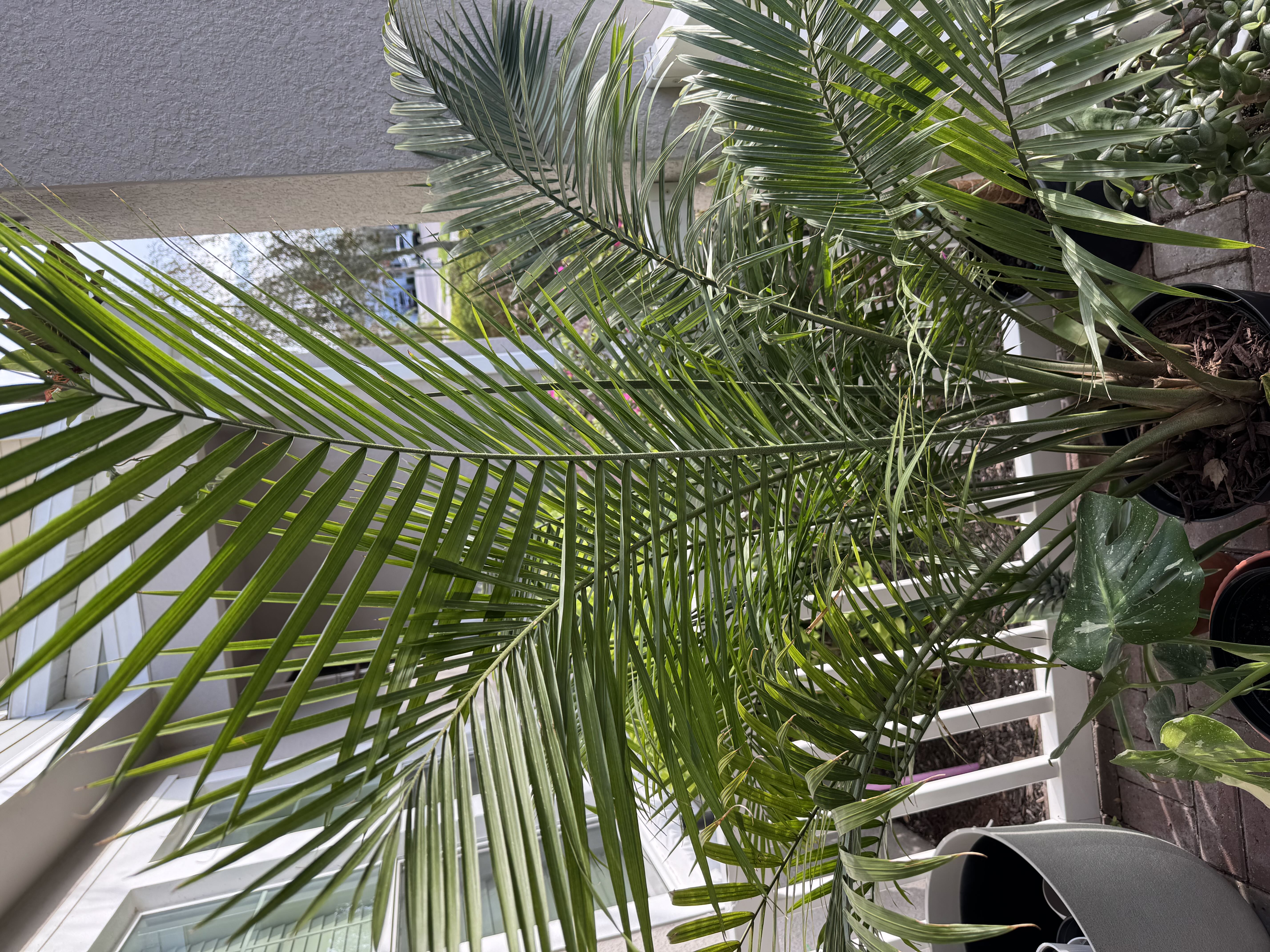 🌴 Top 4 Companion Ideas for a Thriving Majestic Palm