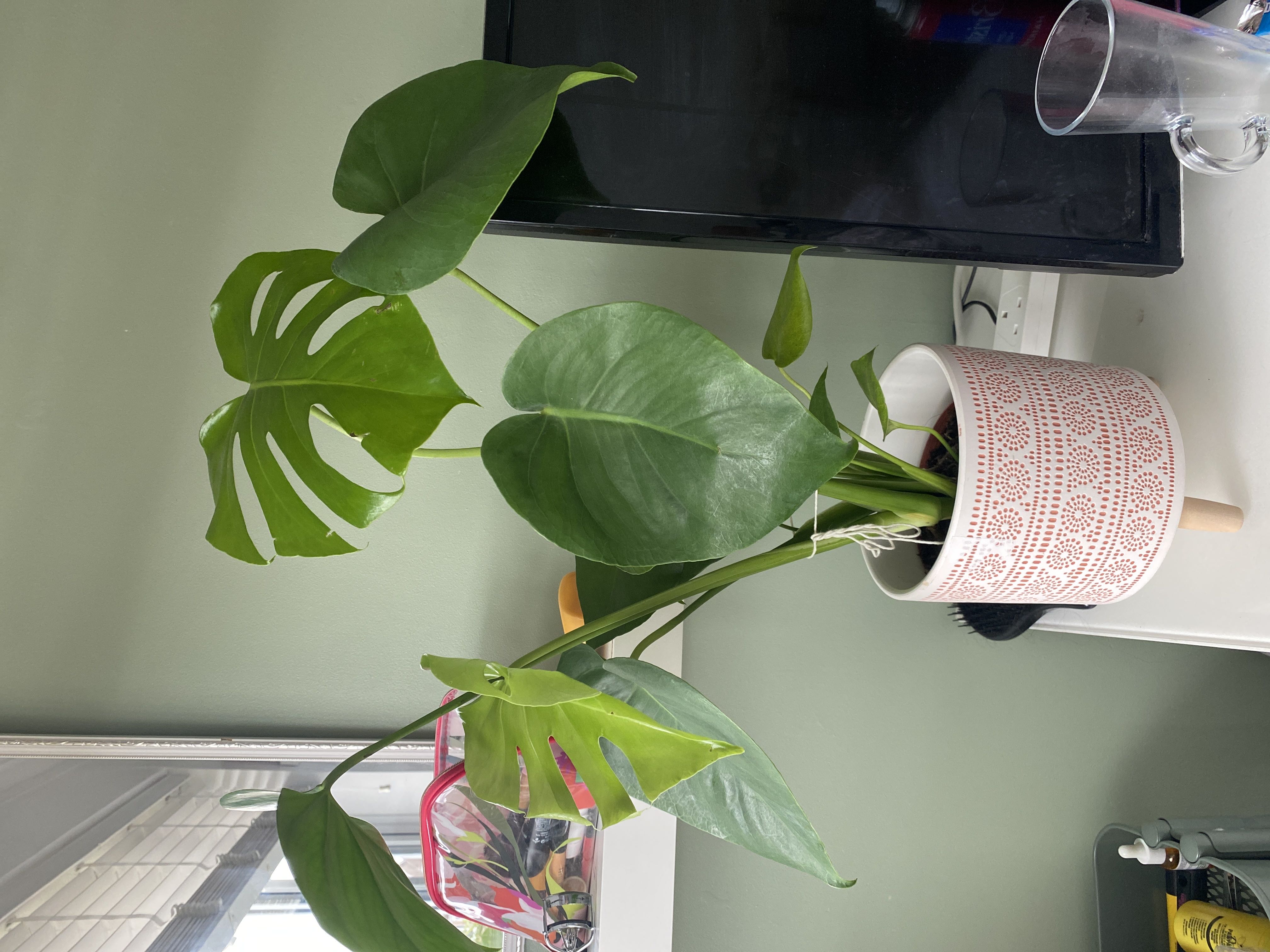 Monstera's weird guttation and new leaf