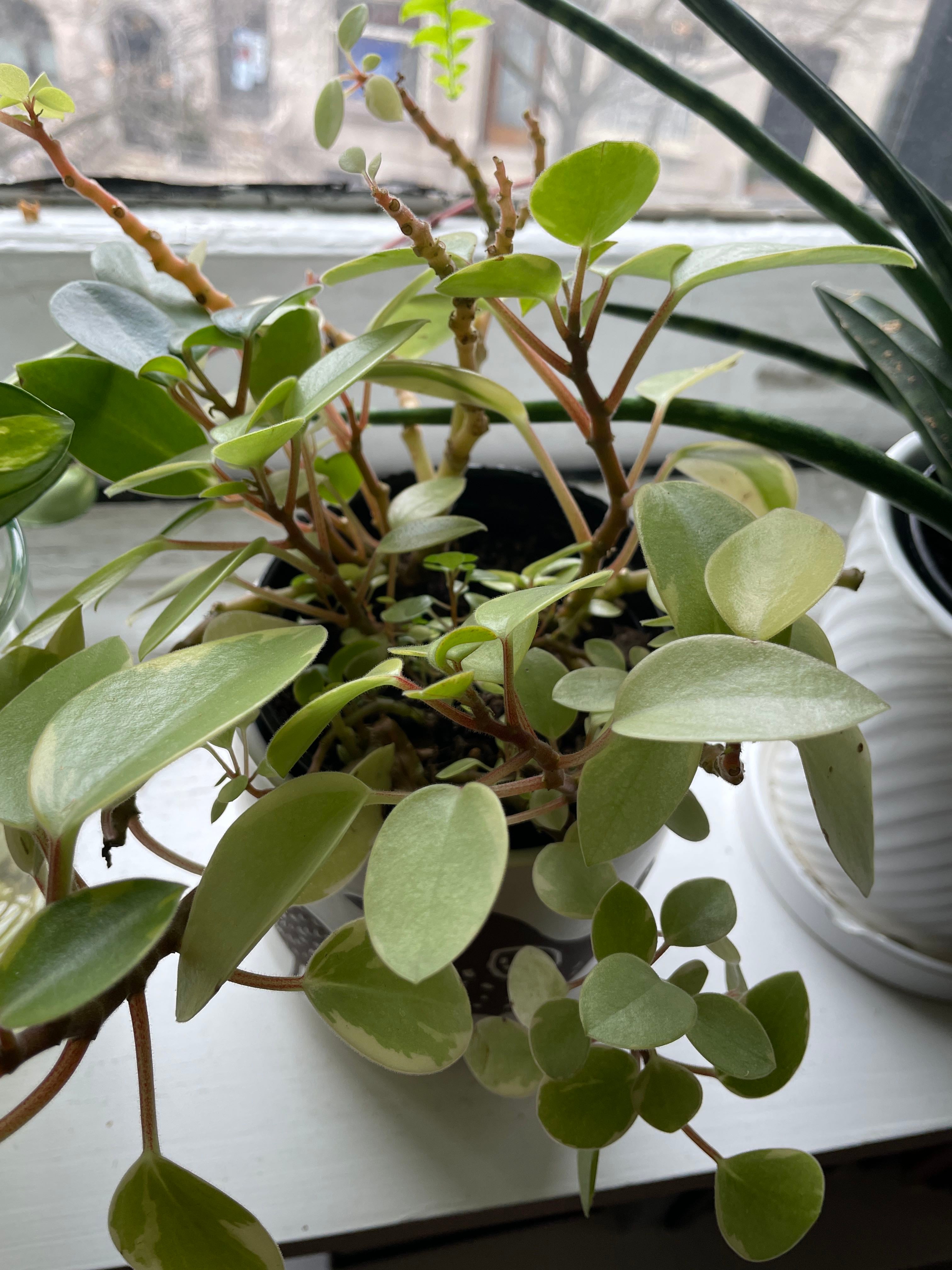 How to Care for Variegated Teardrop Peperomia: Mastering Water ...
