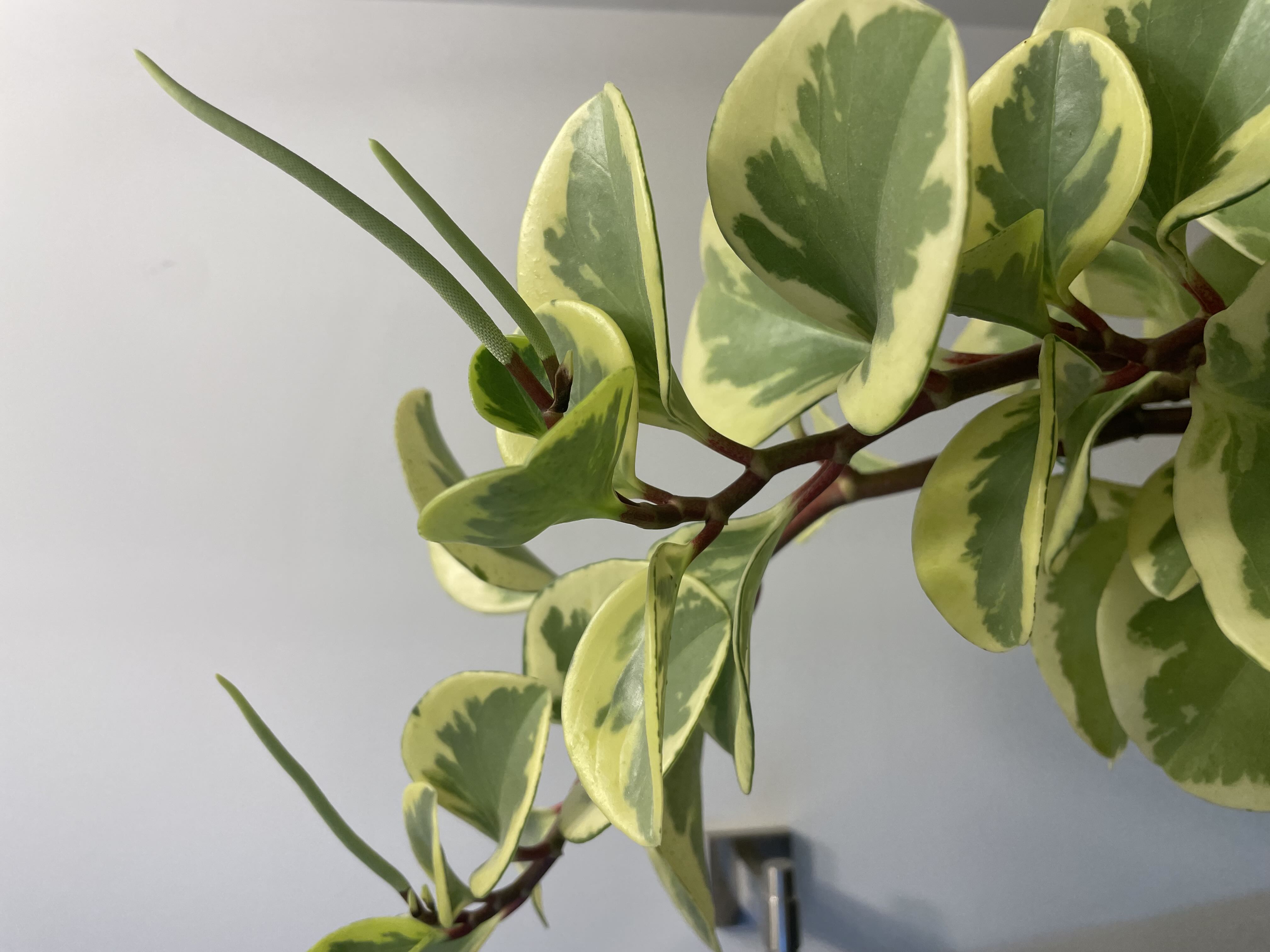 How to Care for Baby Rubber Plant: Mastering Water, Sunlight & More