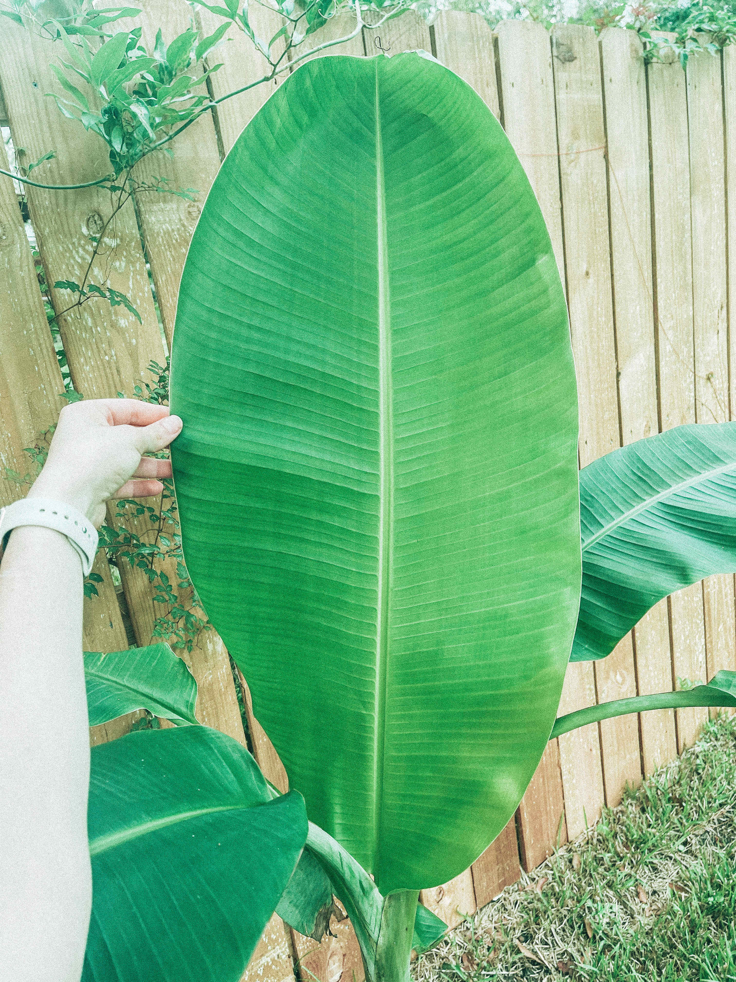 🍦 When and Where Should I Trim My Blue Java Banana Tree?