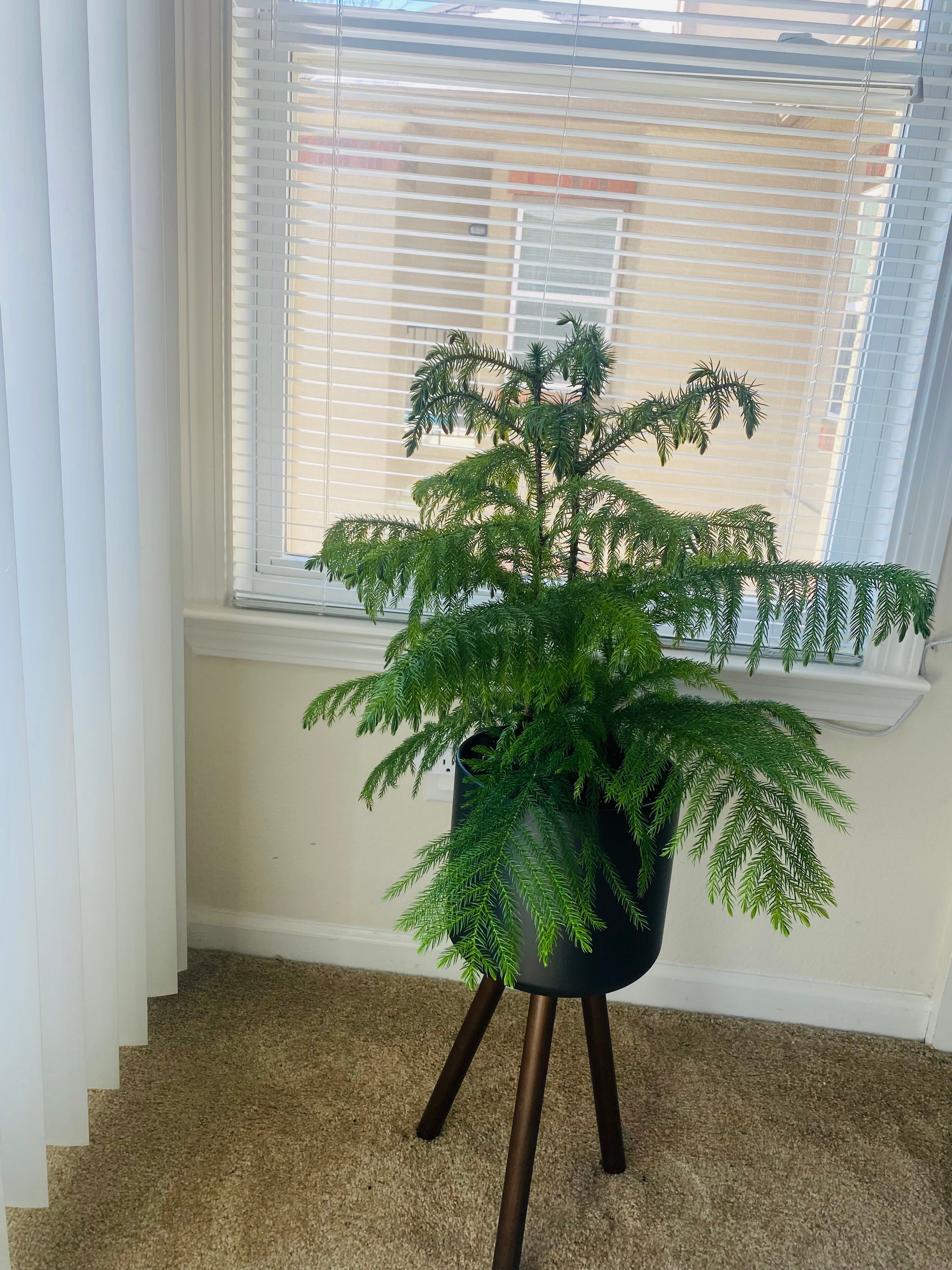 How To Propagate Your Norfolk Island Pine