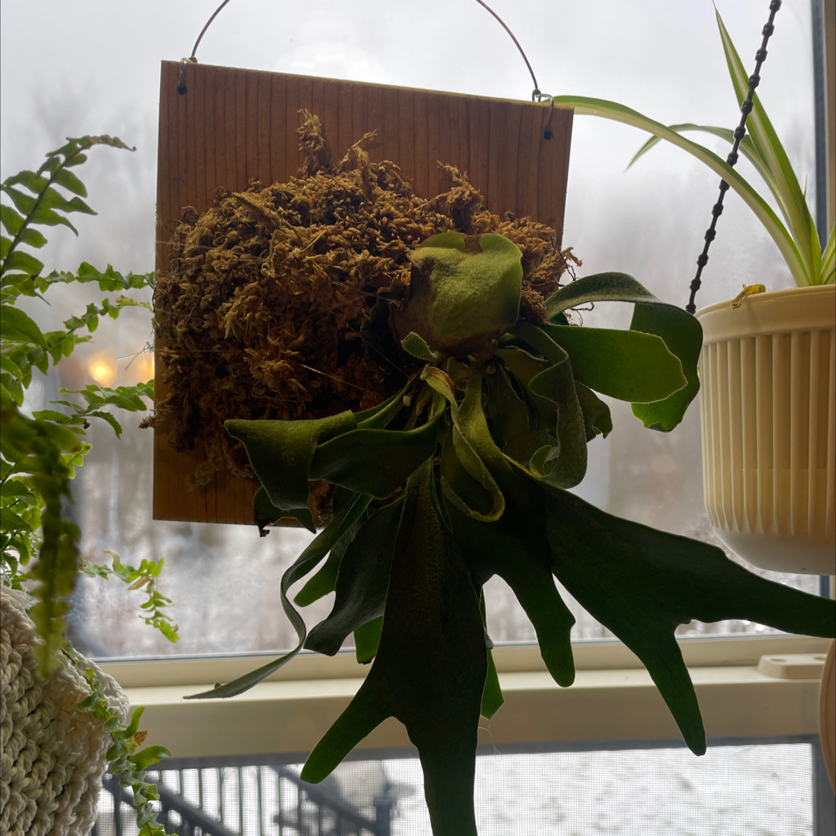 Emerson | A plant by @UnspoiledBuroak on Greg
