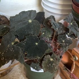 Begonia maculata 'Lucerna' Plant Care: Water, Light, Nutrients | Greg App 🌱