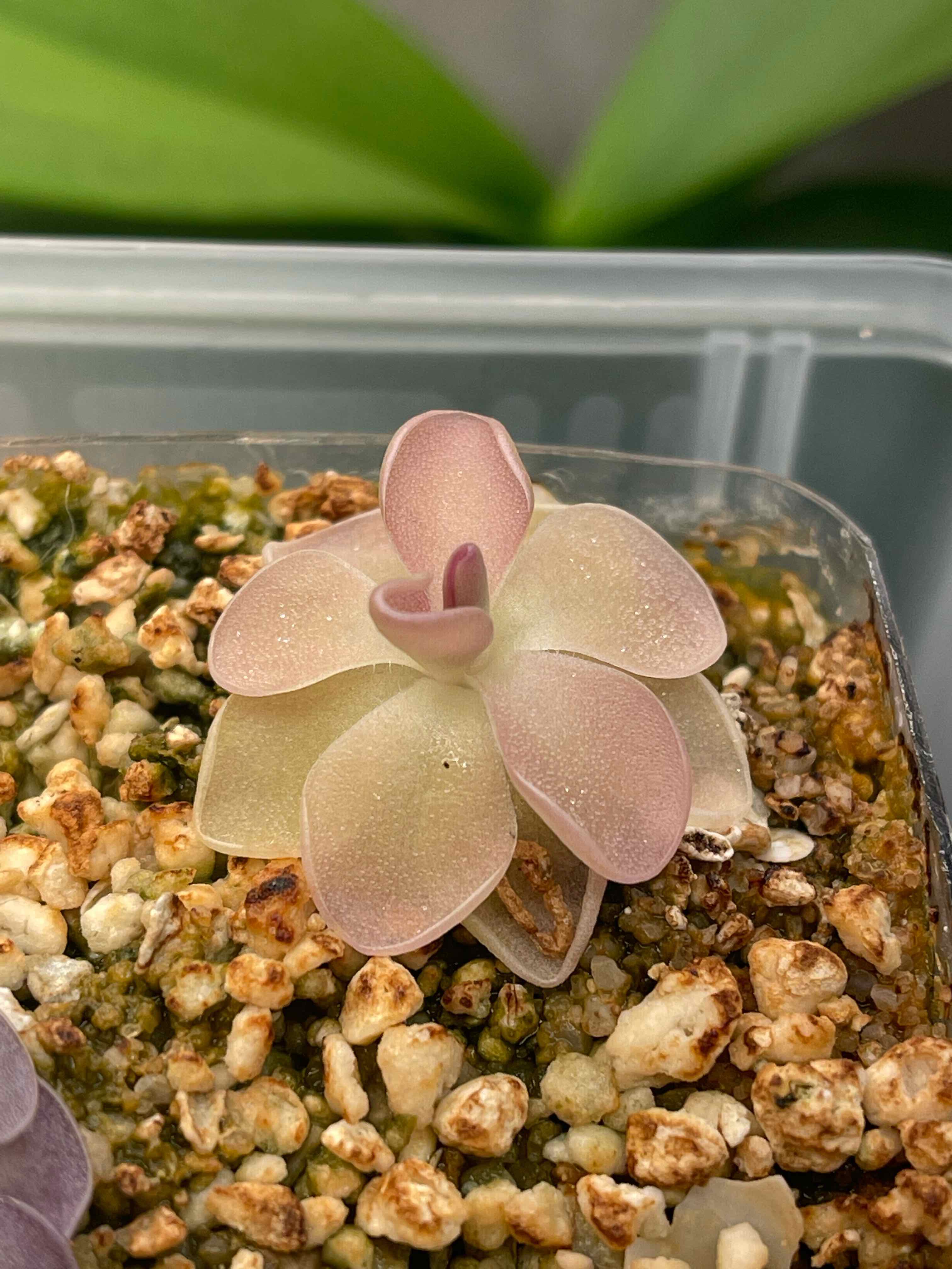 Why Are My Mexican Butterwort Leaves Droopy? 🪰