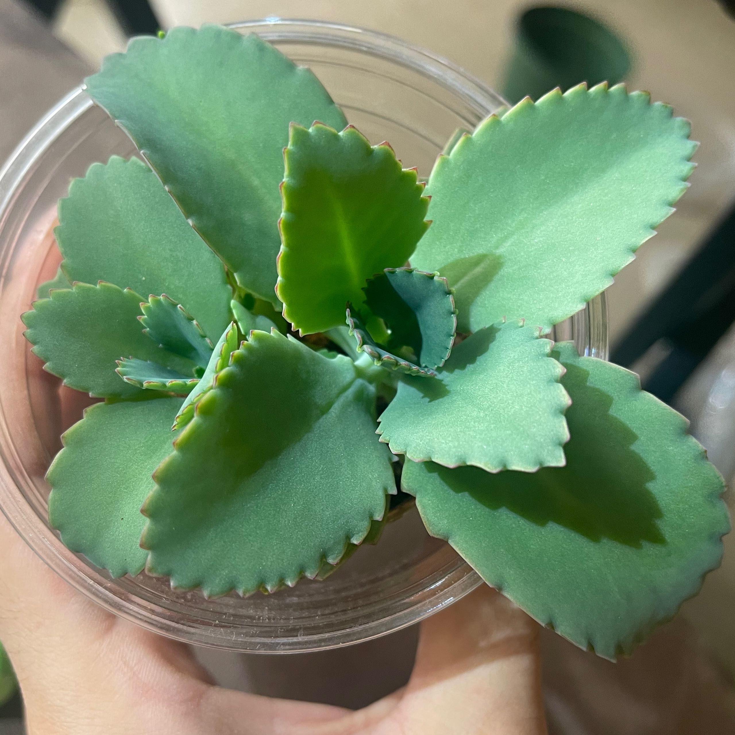 Propagating Your Cathedral Bells: Step-by-Step Guide