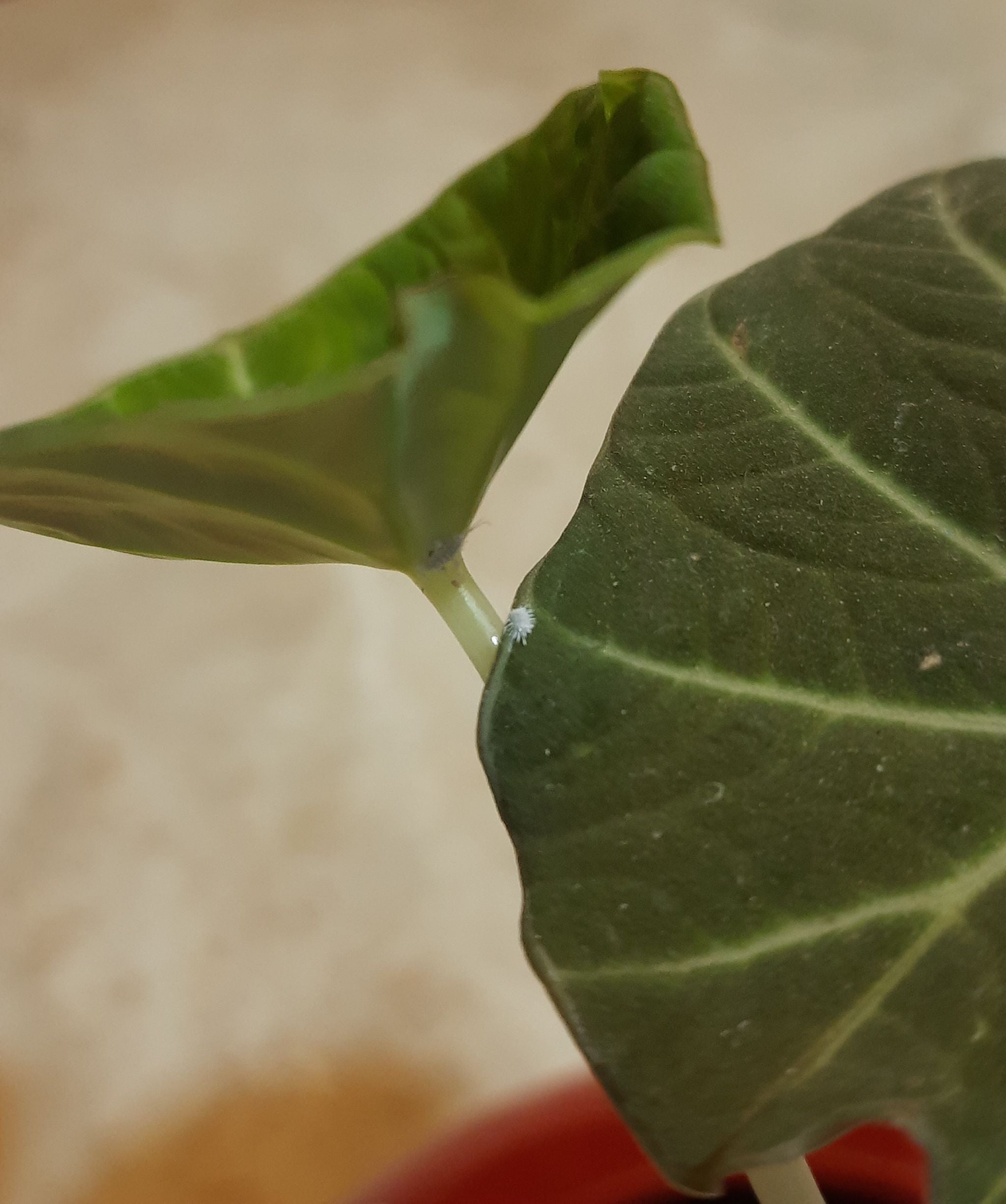 Var Dragon Scale Plant Care: Water, Light, Nutrients | Greg App 🌱