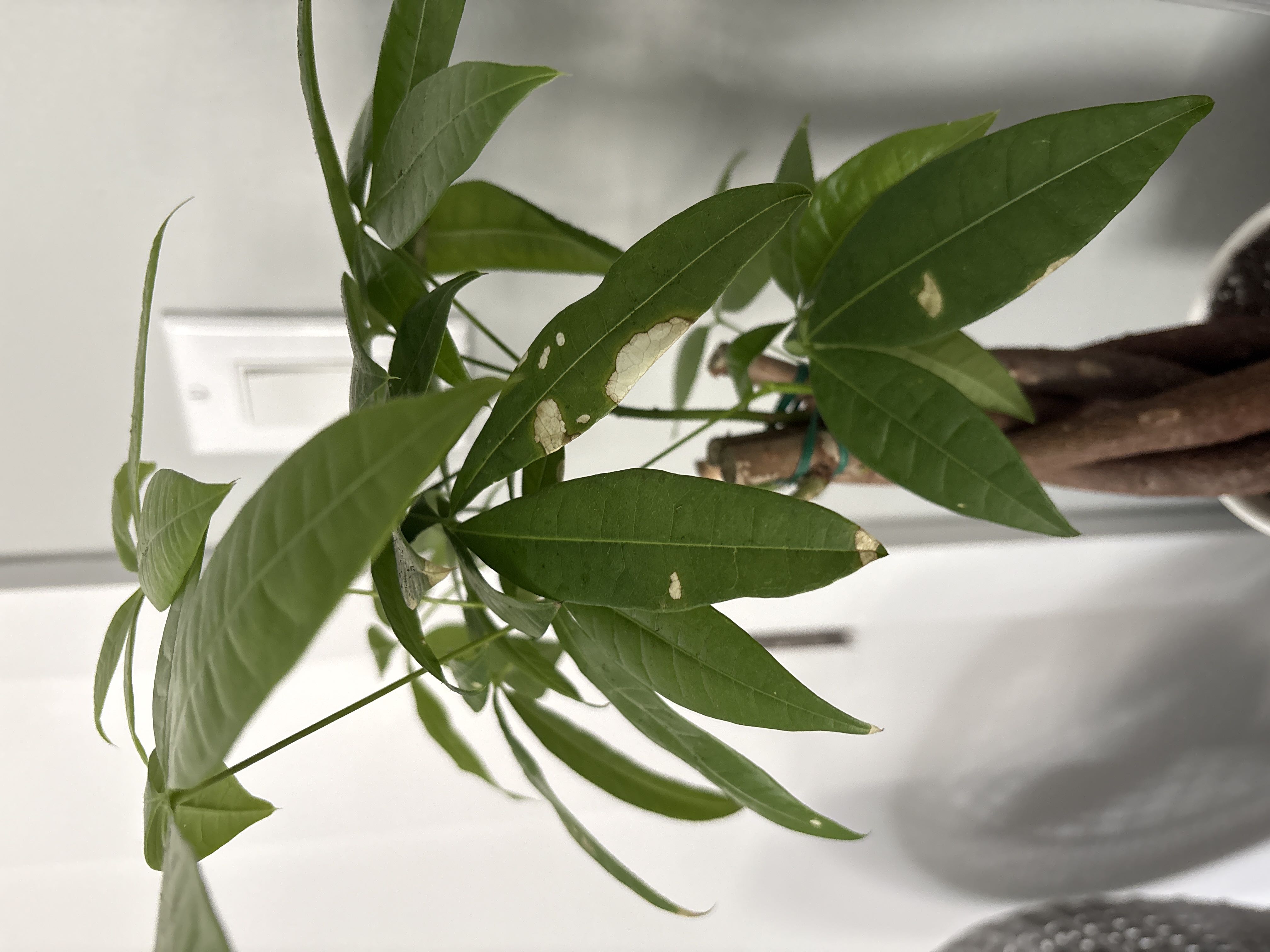 Why Are There Black Spots on My Money Tree Leaves?