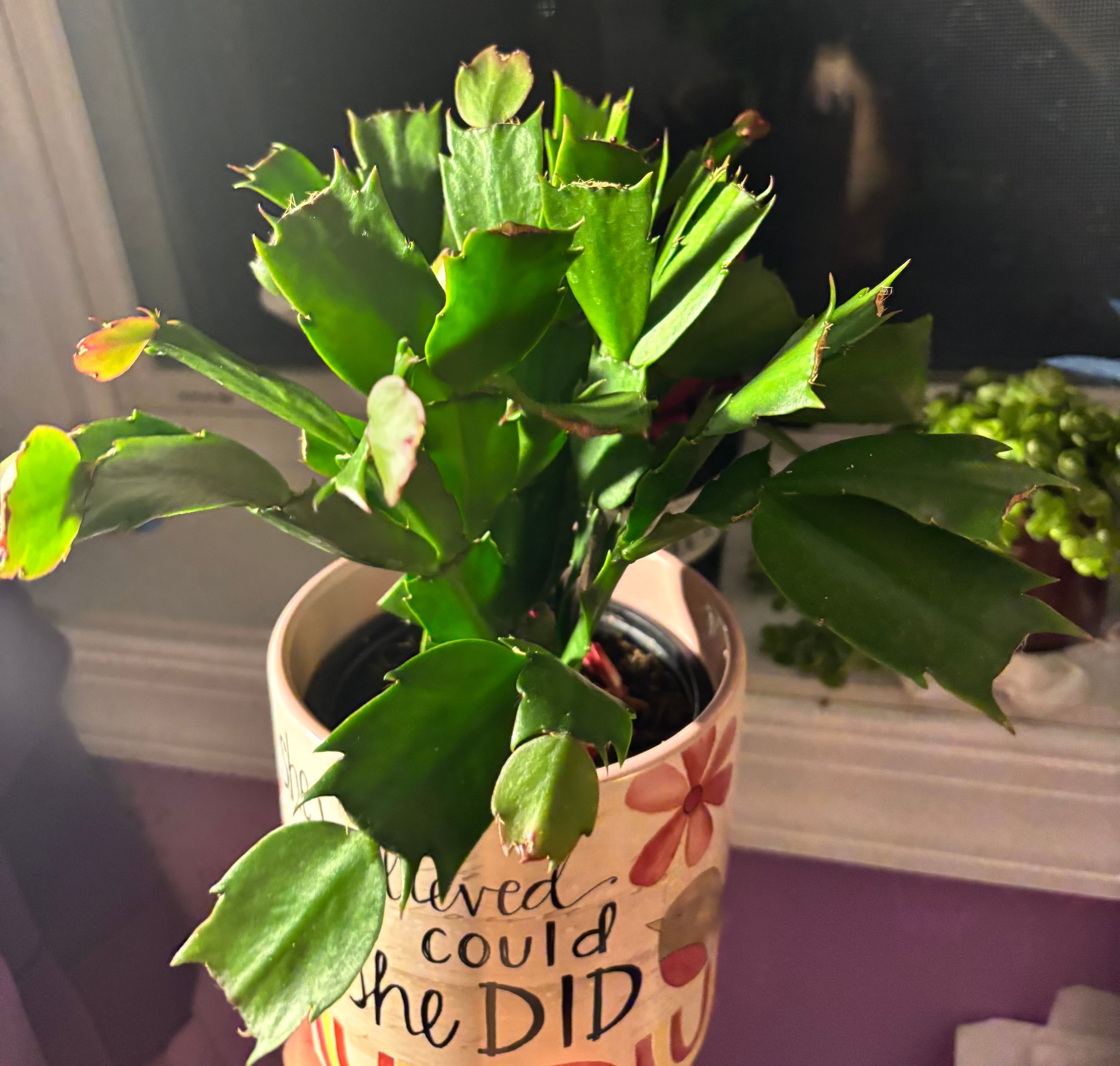 Christmas Cactus Plant Care: Water, Light, Nutrients | Greg App 🌱