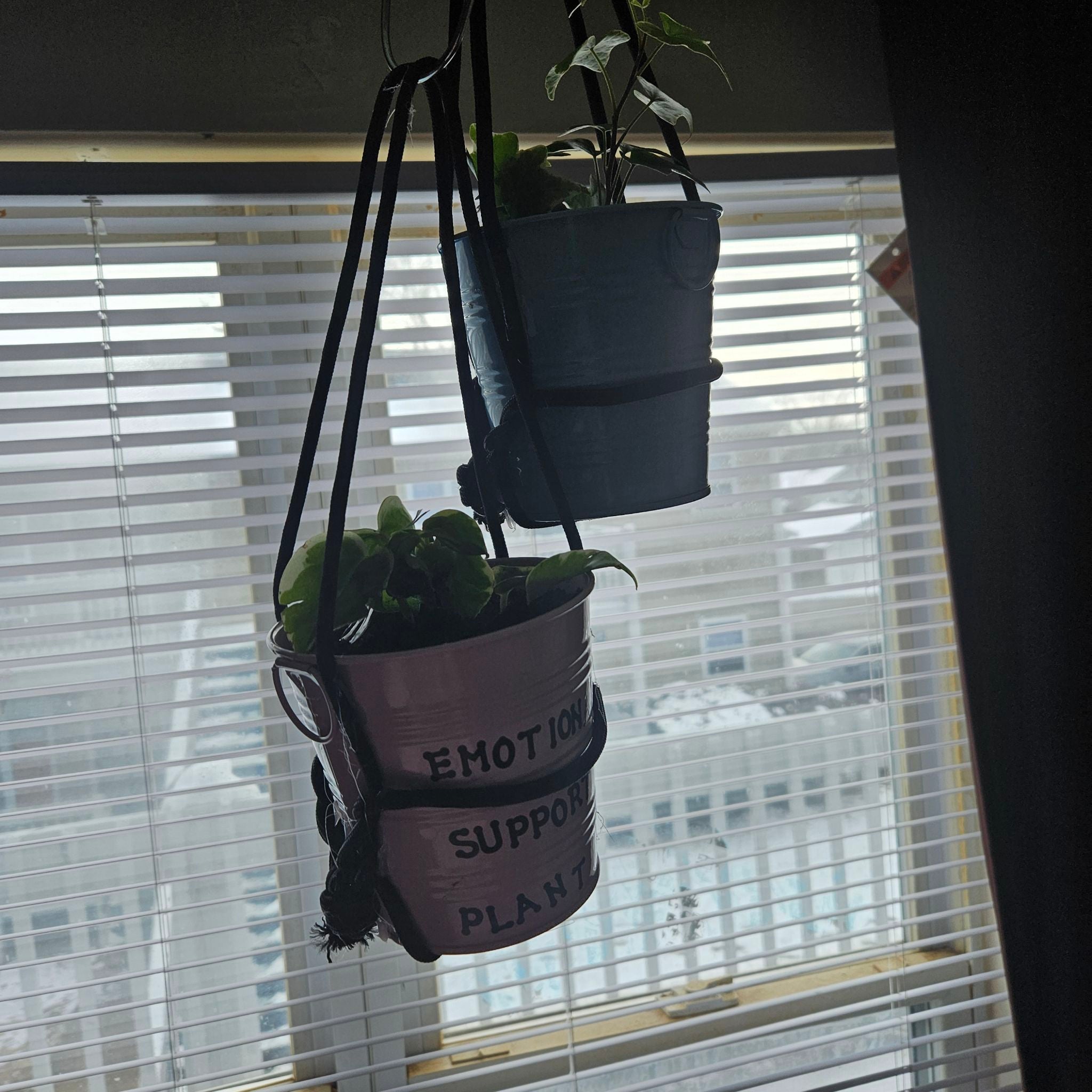 🌼 How to Fix Black Spots on Your Peperomia 'Pixie'