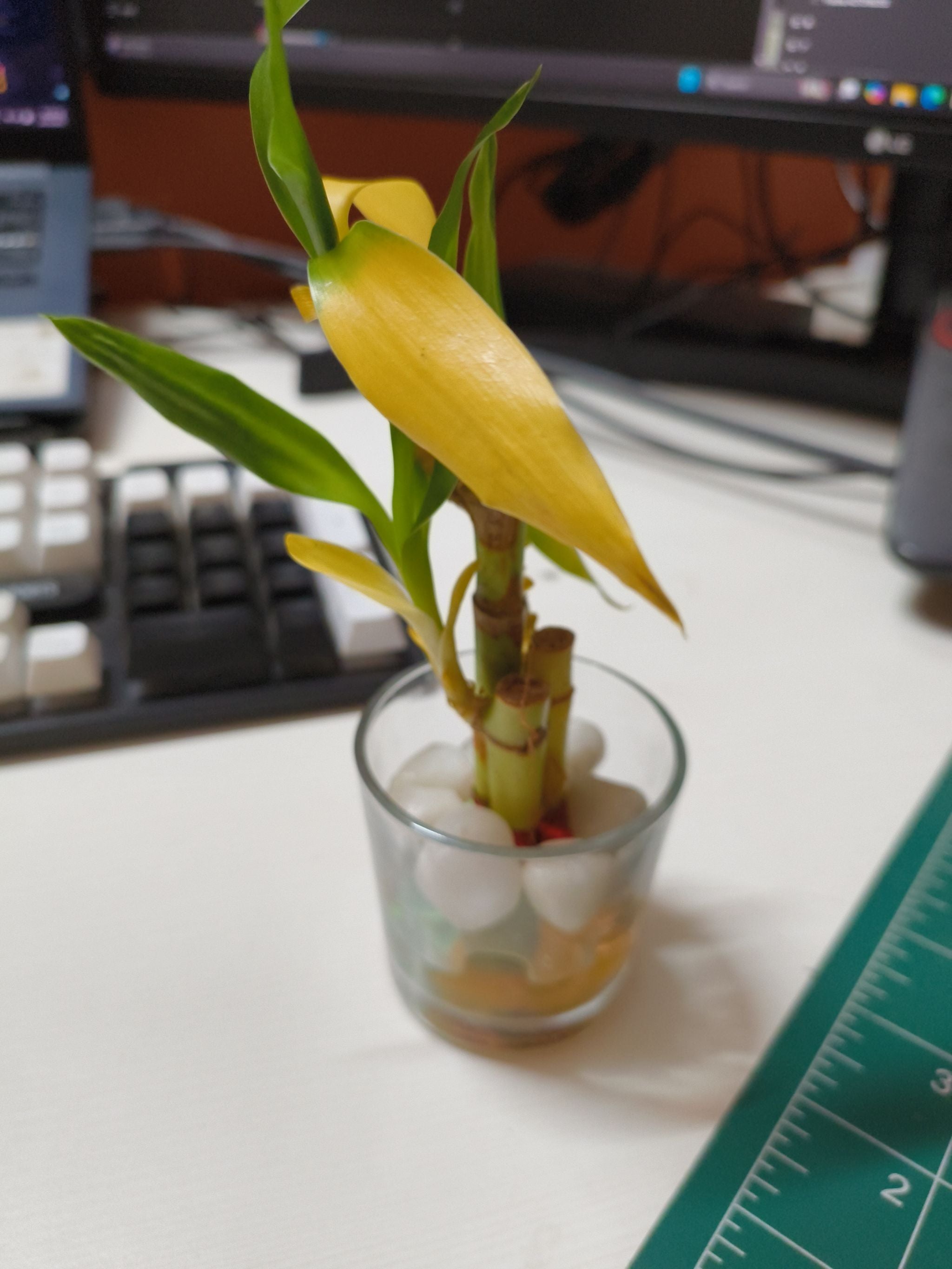 Propagating Your Lucky Bamboo: Step-by-step Guide