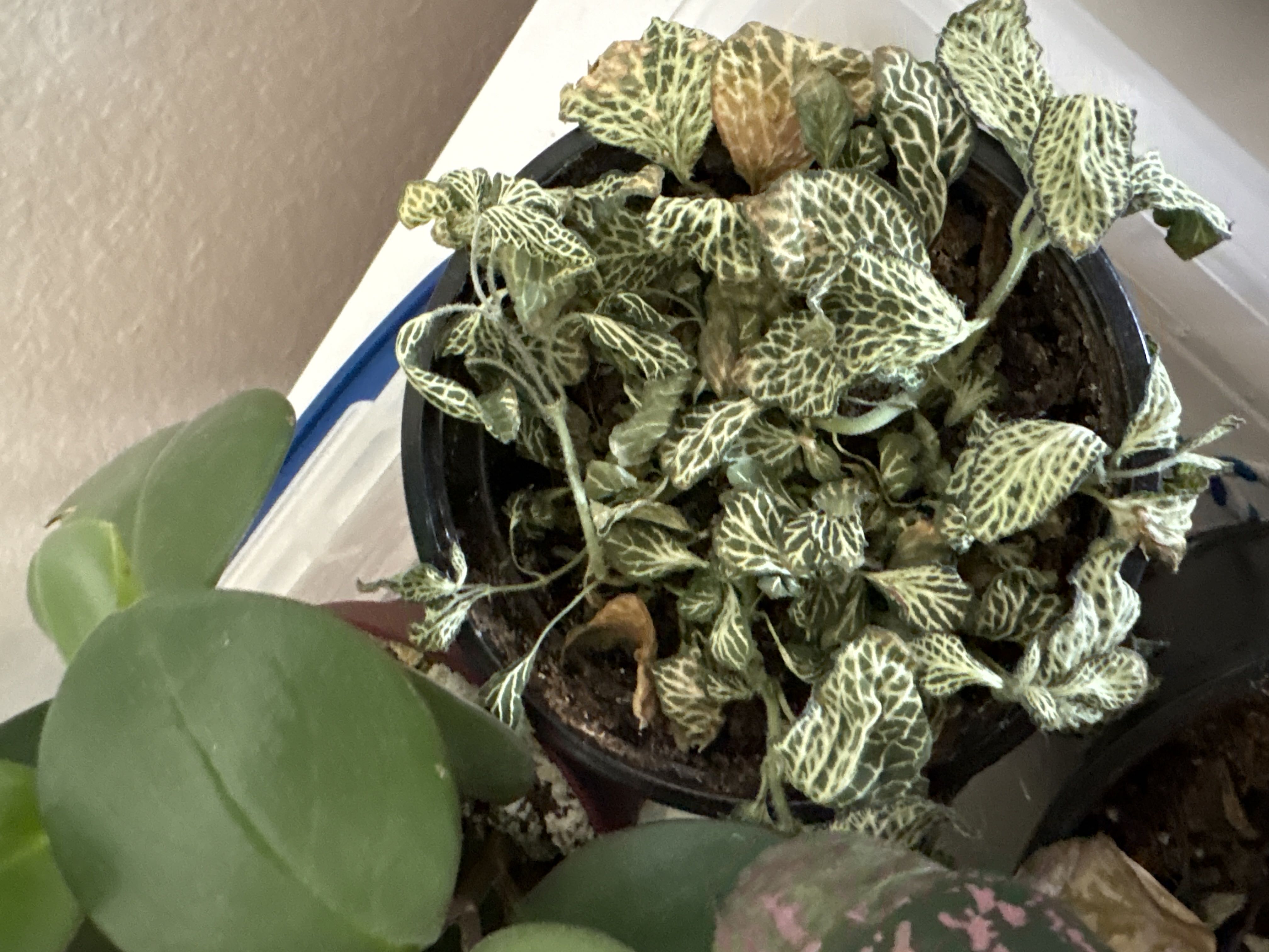 How to Care for Exotic Angel Plant: Mastering Water, Sunlight & More