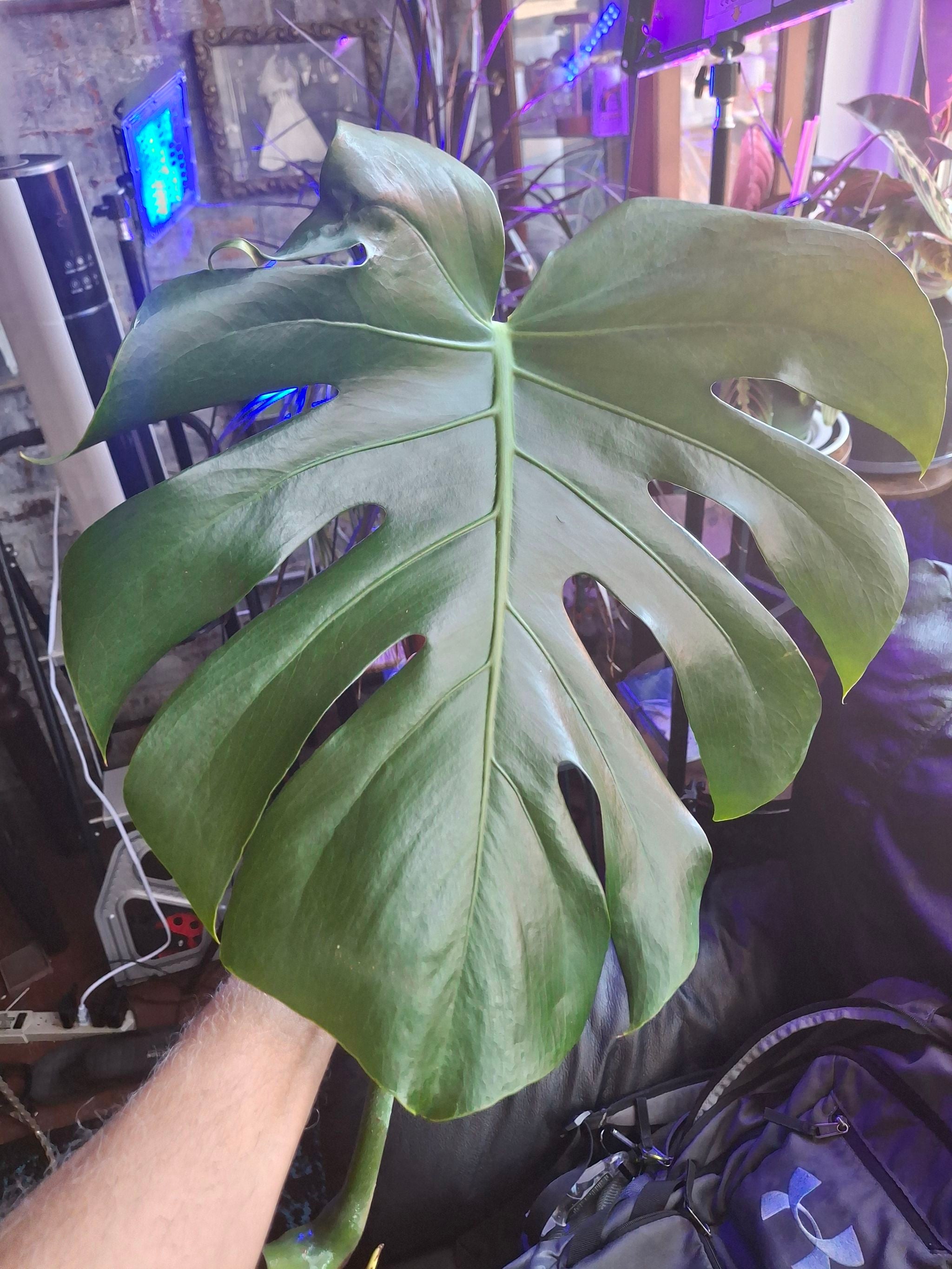 How big of a pot should I use for my Monstera cuttings?