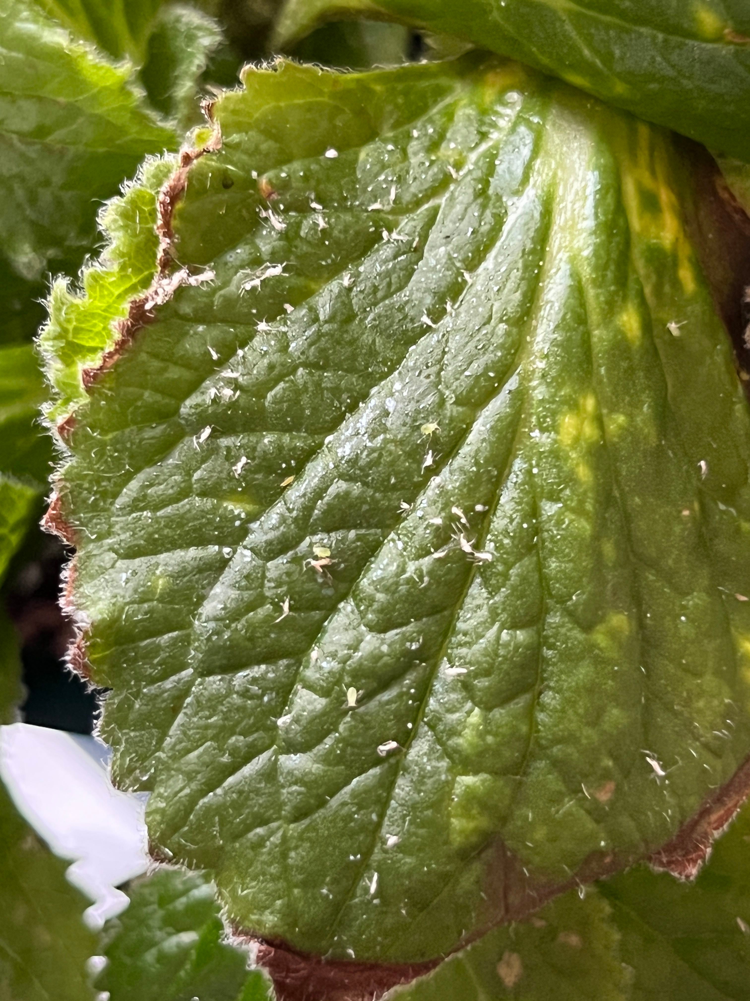 Lady's Purse Plant Care: Water, Light, Nutrients | Greg App 🌱